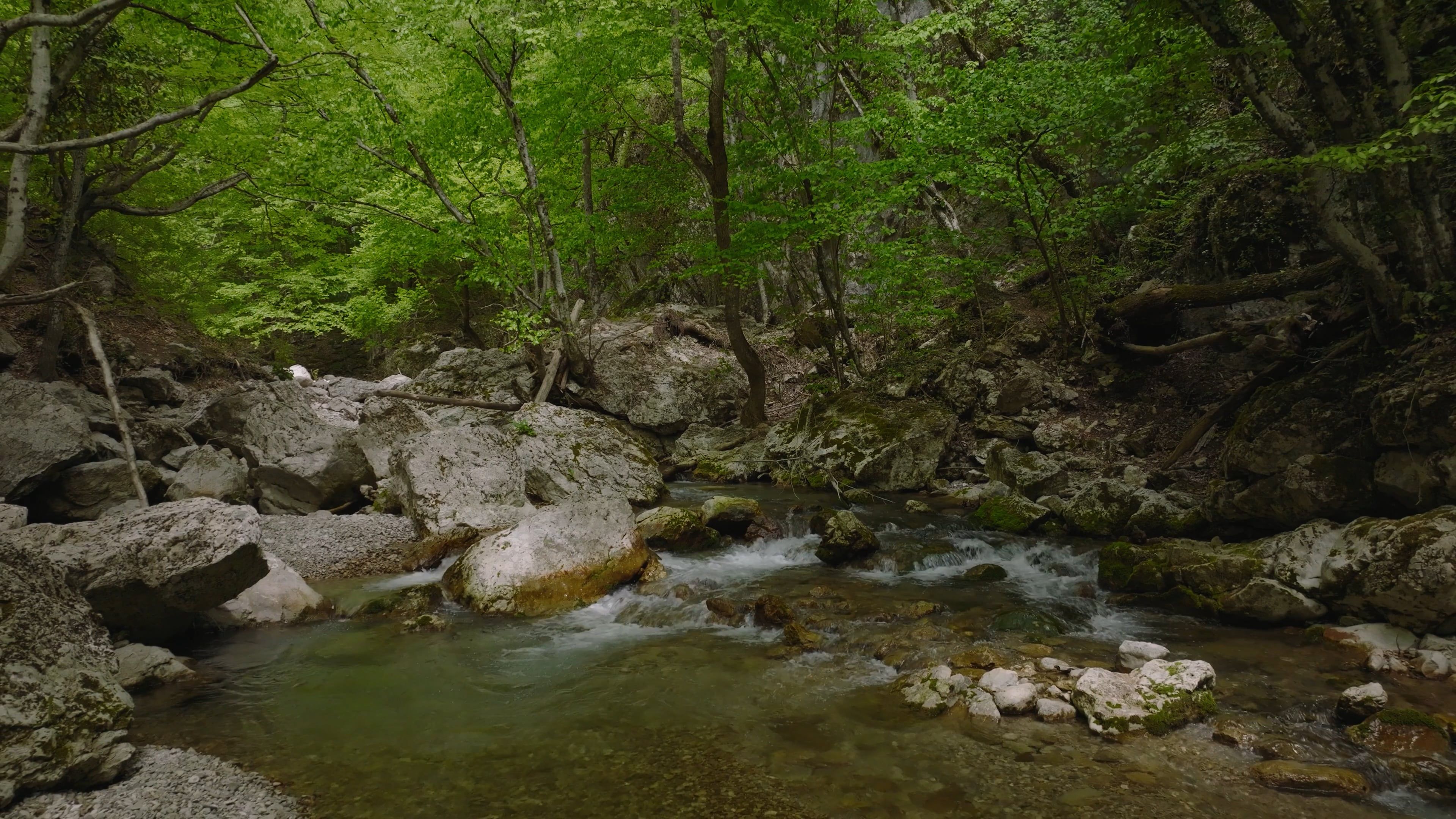 Flowing Water in Stream in Forest Free Stock Video Footage, Royalty ...