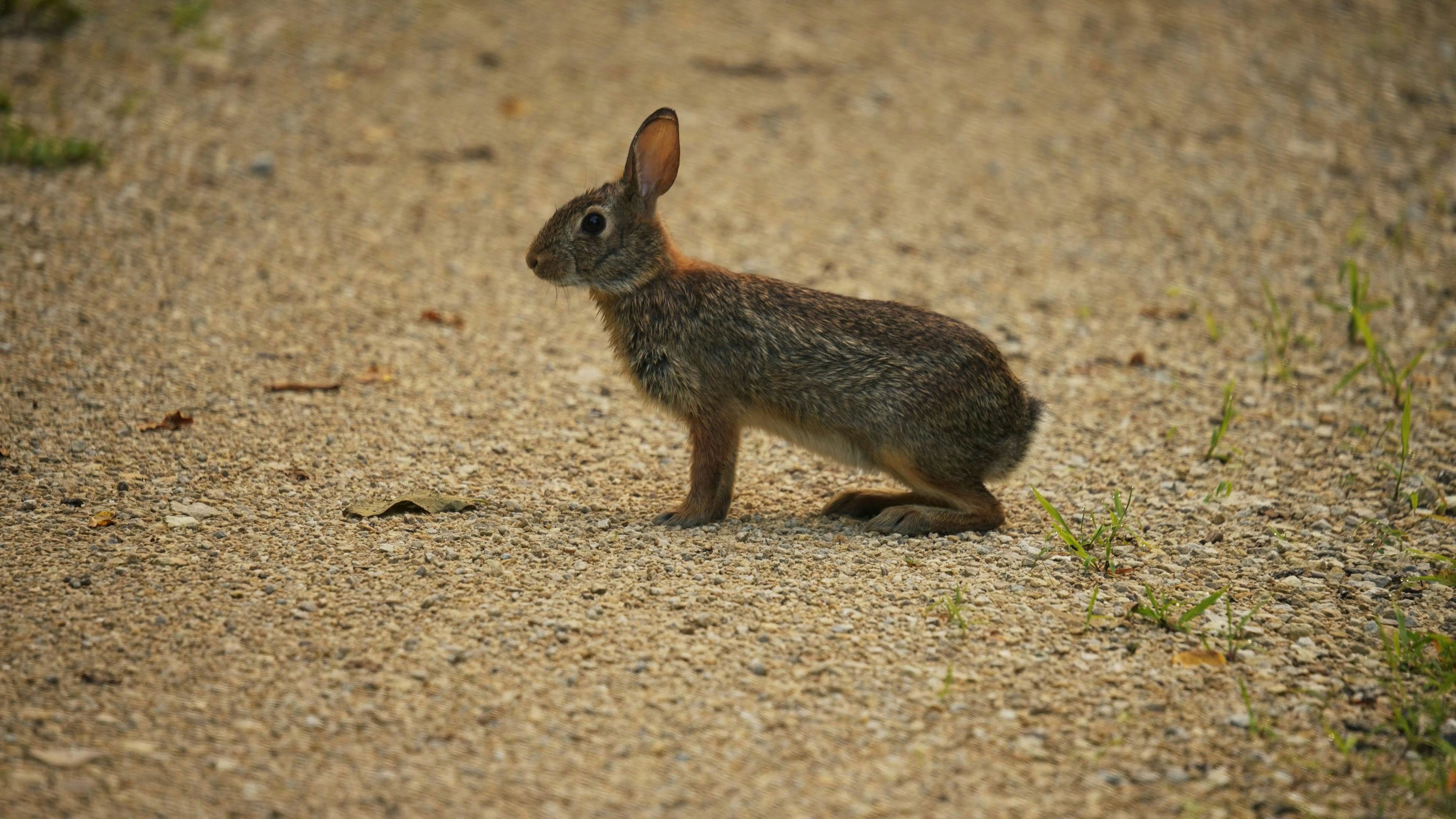 Rabbit Run Videos, Download The BEST Free 4k Stock Video Footage ...