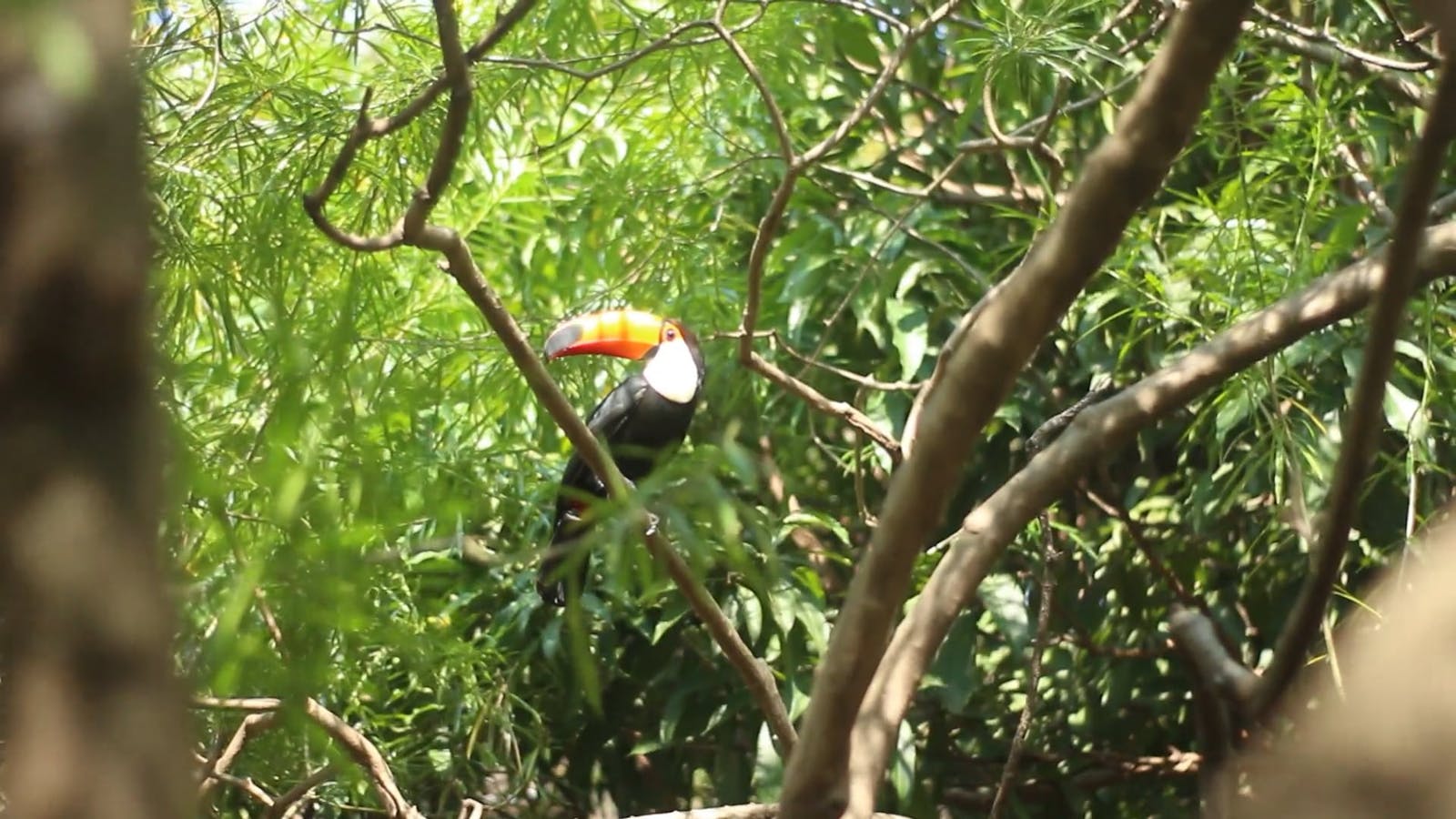 Toucan Videos, Download The BEST Free 4k Stock Video Footage & Toucan ...