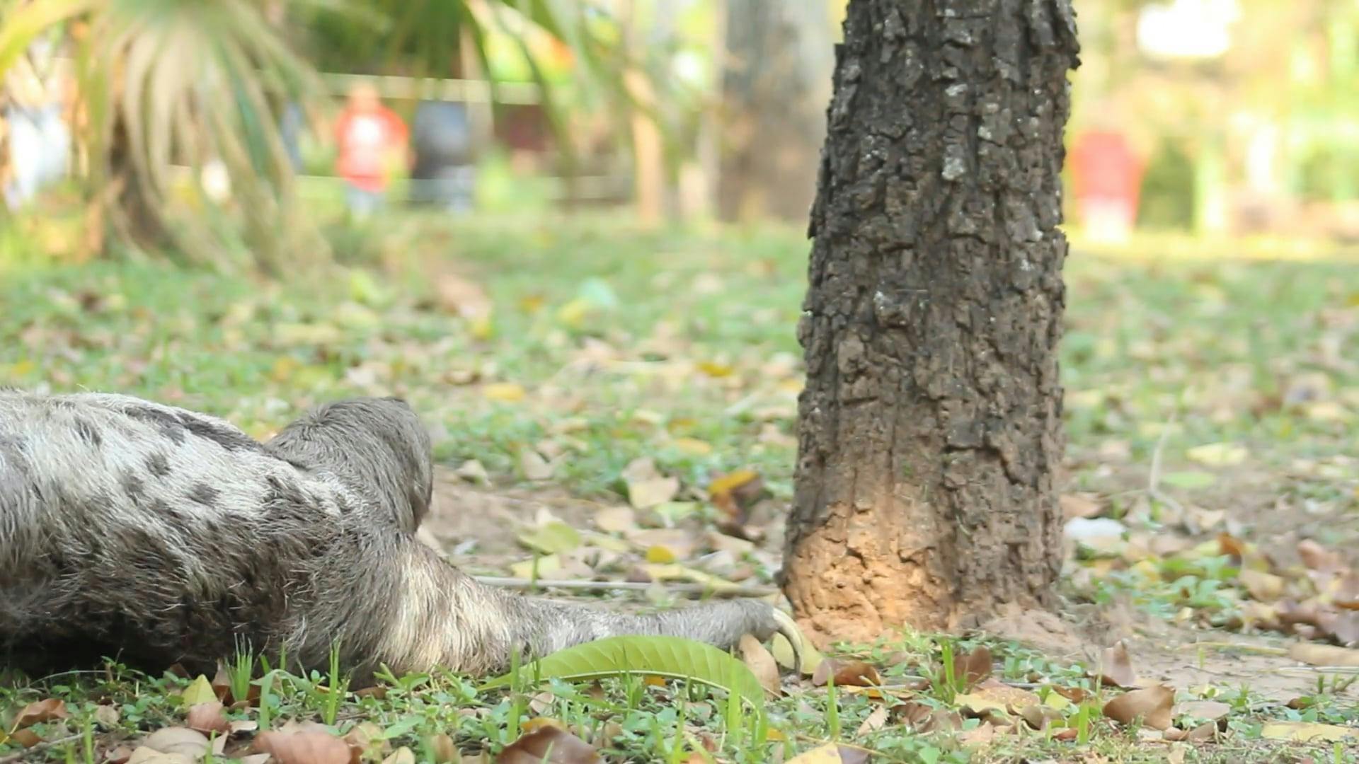 Zoo Cover Videos, Download The BEST Free 4k Stock Video Footage & Zoo ...