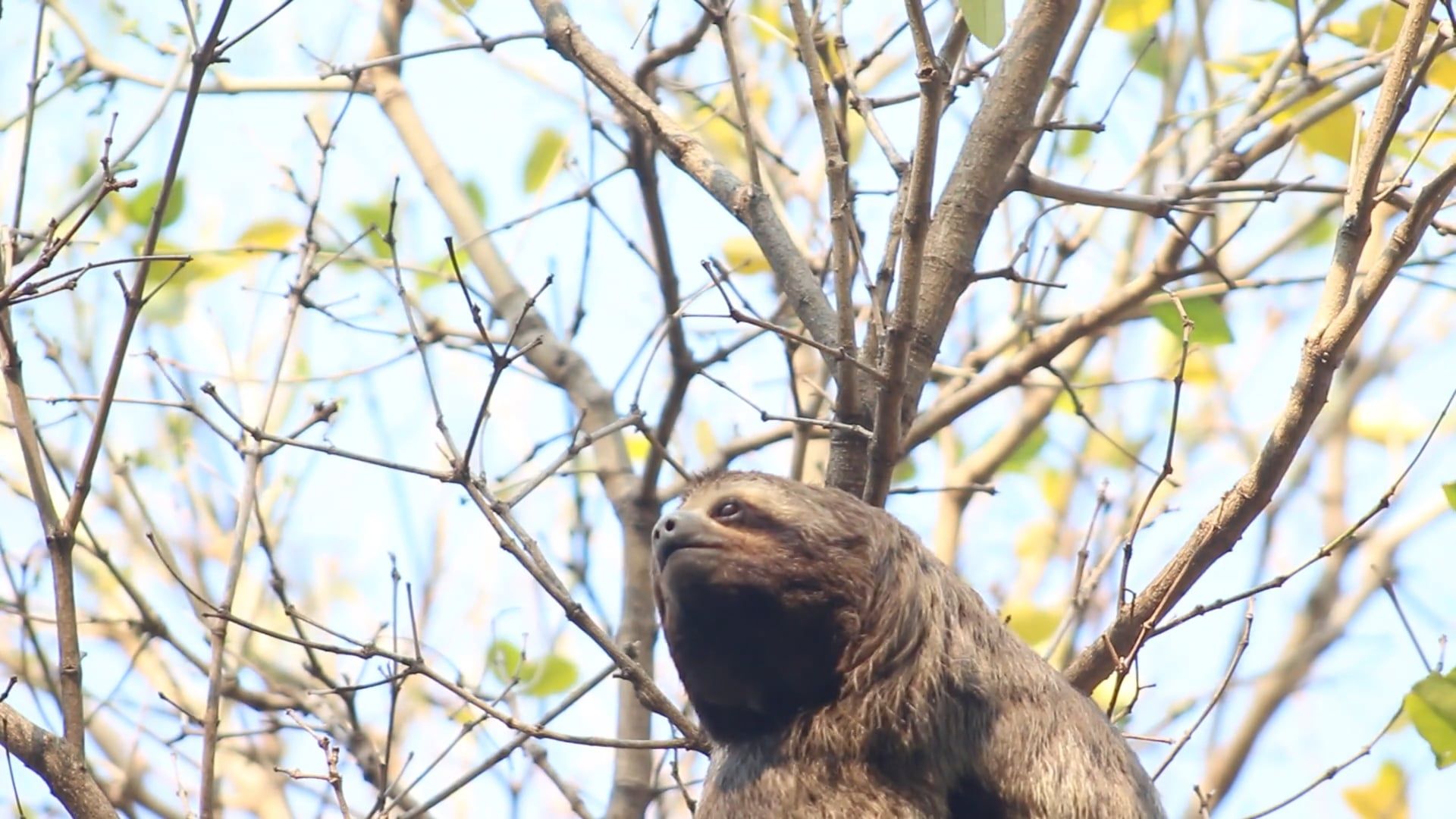 A Curious Sloth on a Tree Branch Free Stock Video Footage, Royalty-Free ...