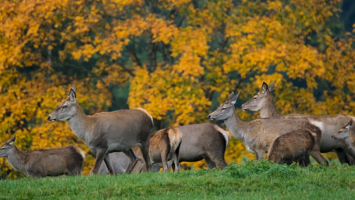 Whitetail Deer Videos, Download The BEST Free 4k Stock Video Footage ...