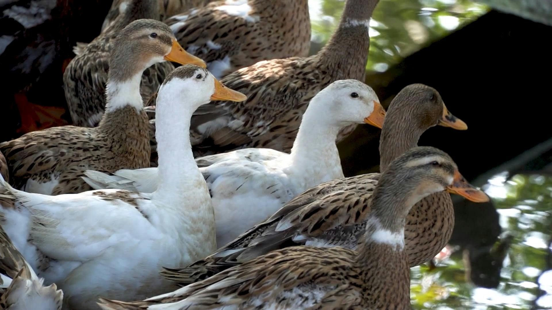 Close up of Ducks Free Stock Video Footage, Royalty-Free 4K & HD Video Clip