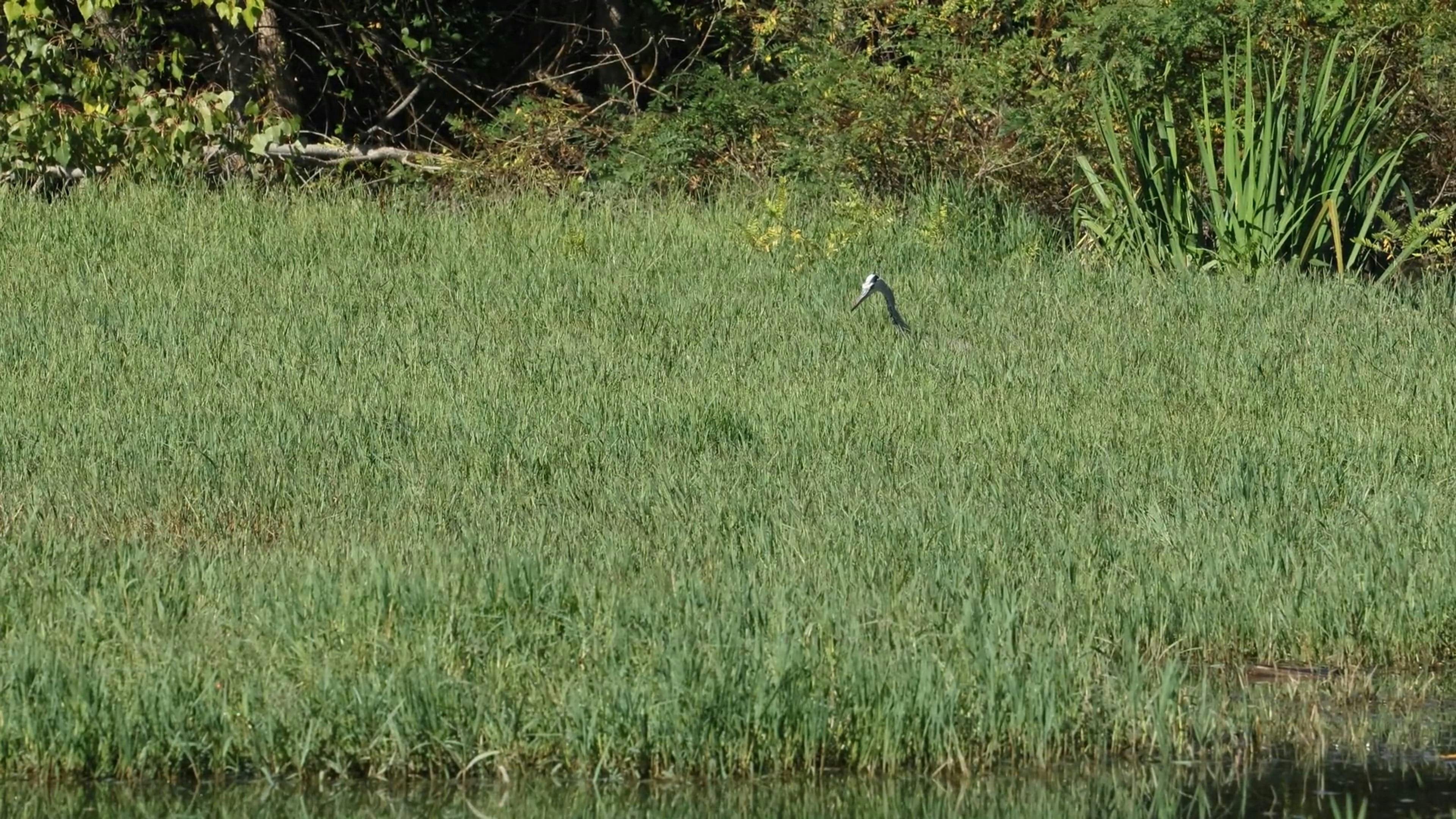 Tall Fish Videos, Download The BEST Free 4k Stock Video Footage & Tall ...