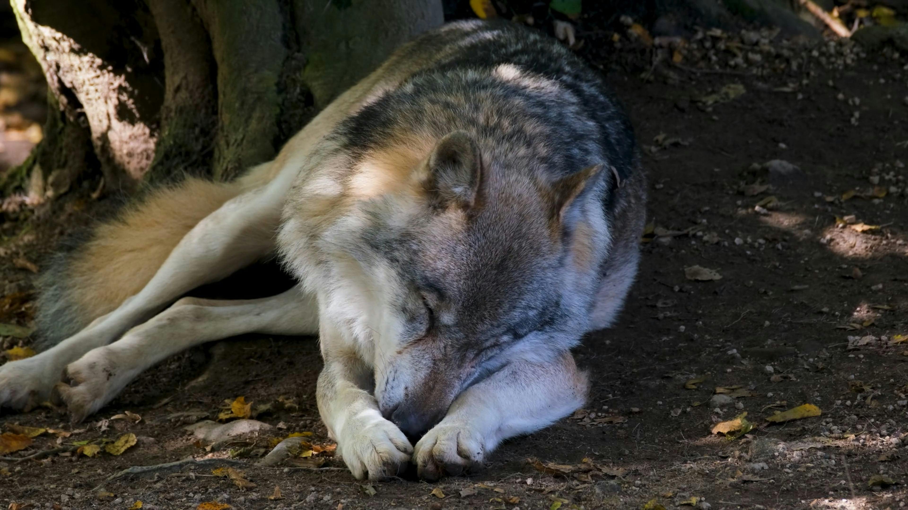 Wolf Pack Behavior Videos, Download The BEST Free 4k Stock Video ...