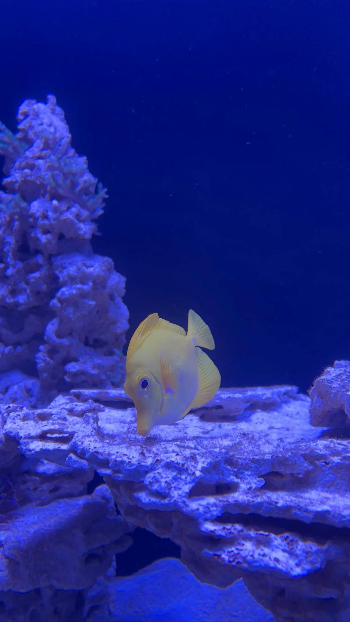 Saltwater Aquarium Video Videos, Download The BEST Free 4k Stock Video ...