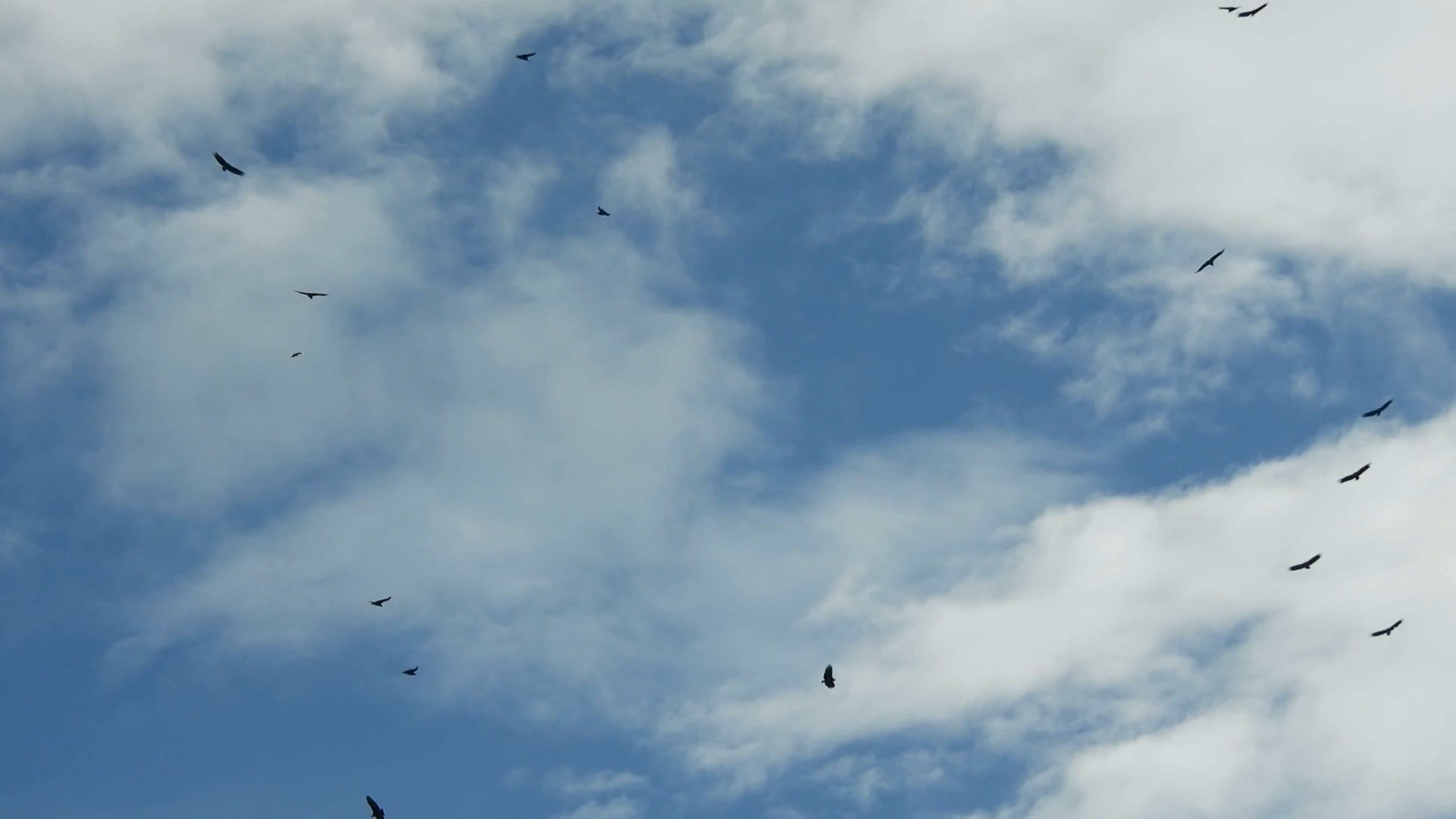Birds Flying under Clouds Free Stock Video Footage, Royalty-Free 4K ...