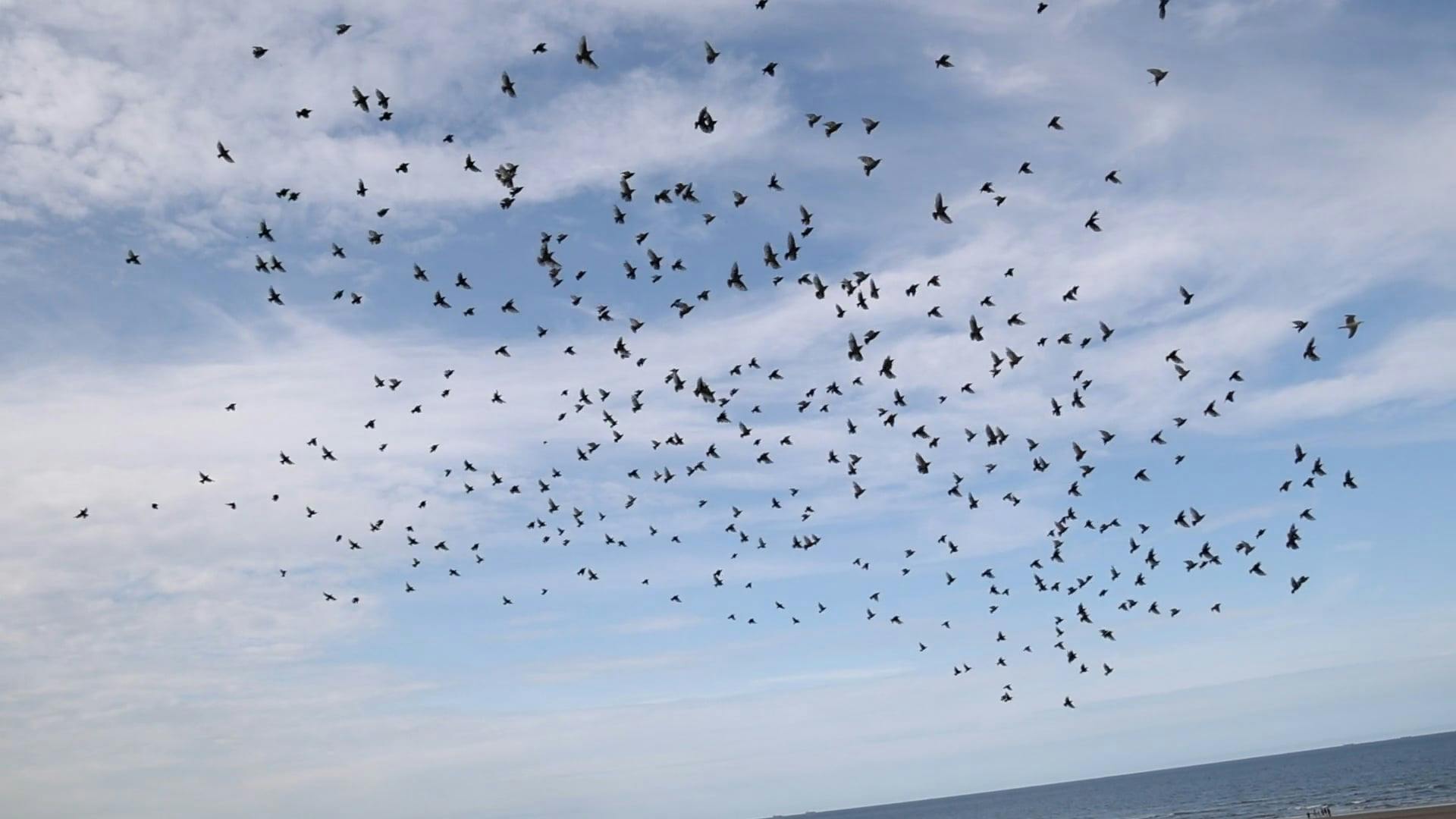 Flocks Of Birds Flying Above The Sky Free Stock Video Footage, Royalty ...