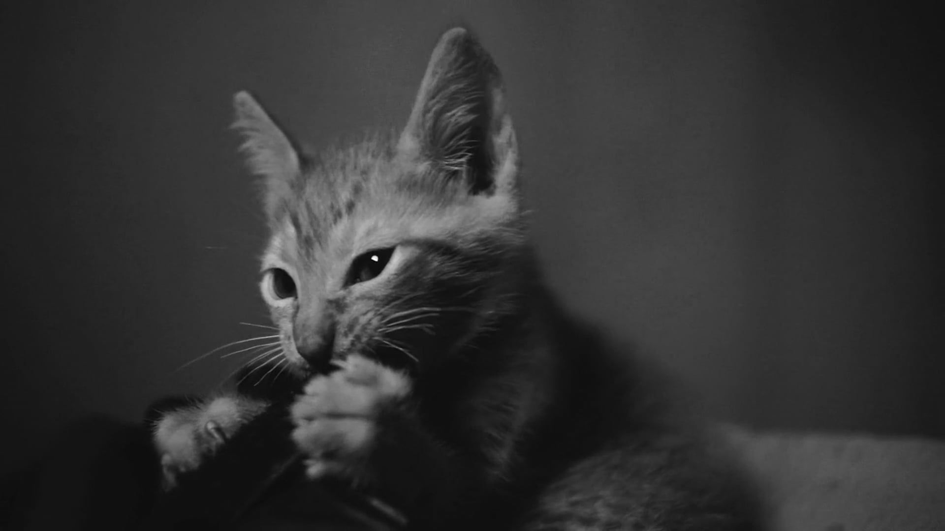 Vidéo gratuite de action de chaton, adorable, amusement de chaton ...