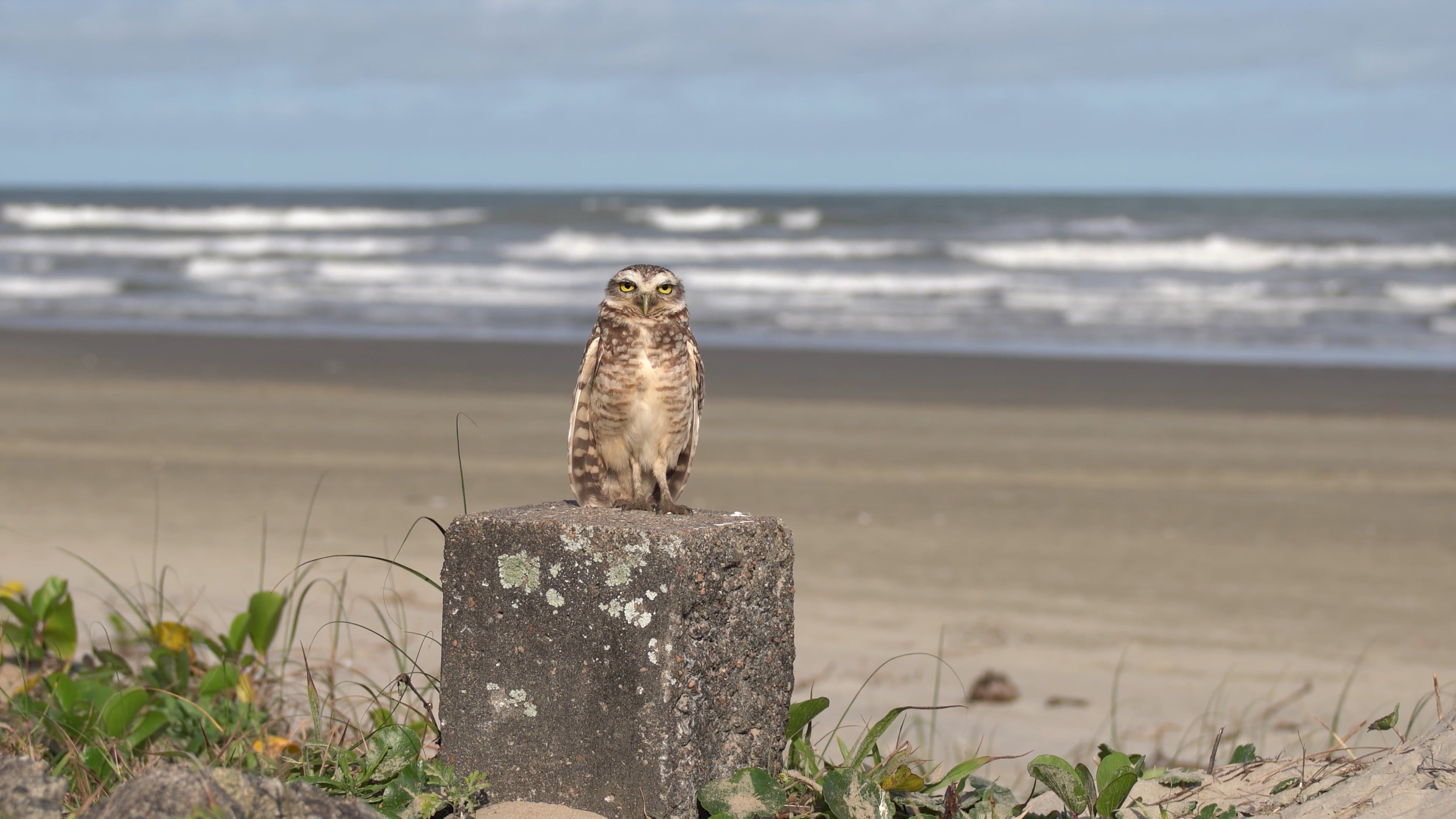 Owl on Sea Shore Free Stock Video Footage, Royalty-Free 4K & HD Video Clip