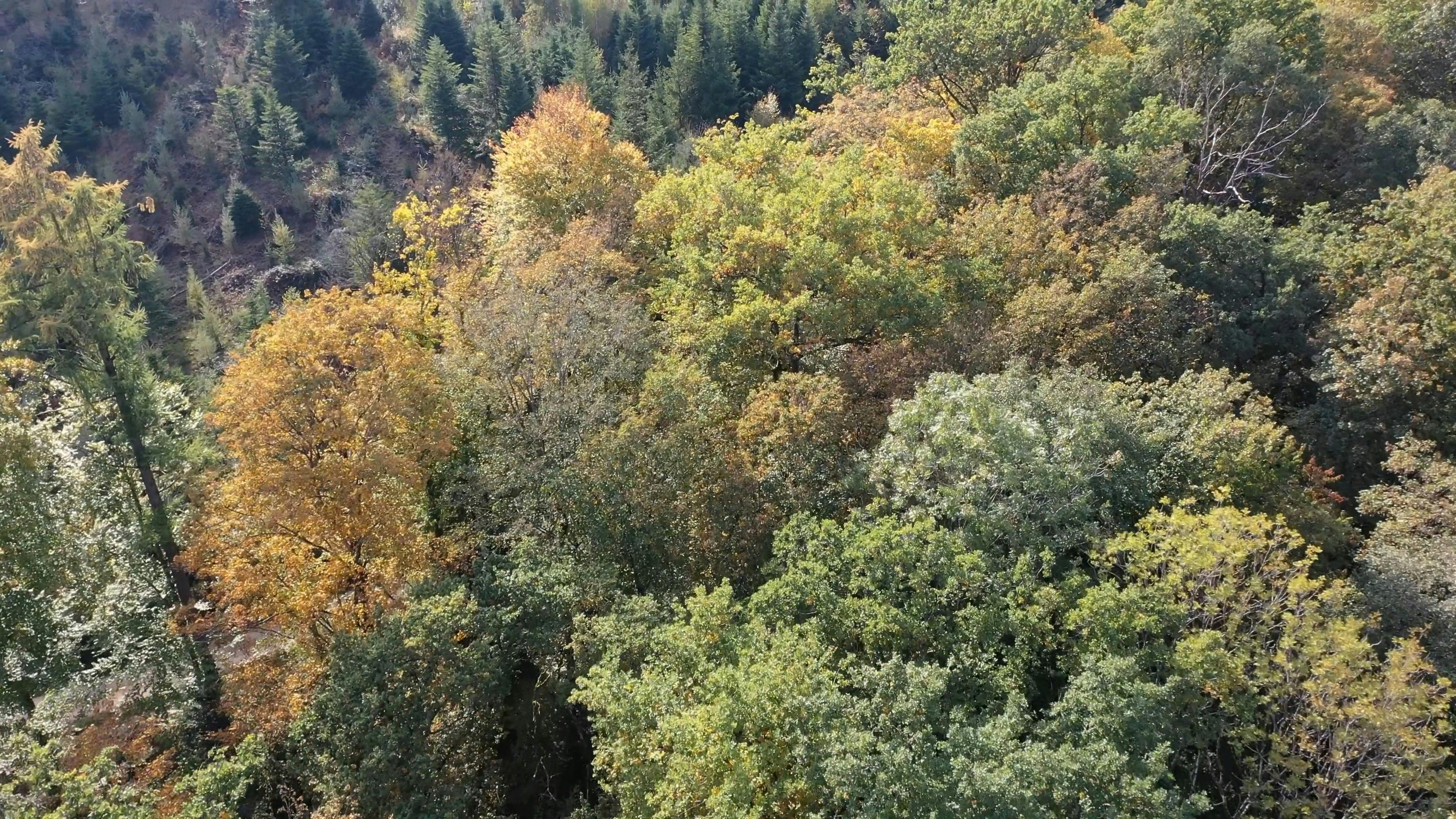 Drone Footage of Trees Free Stock Video Footage, Royalty-Free 4K & HD ...