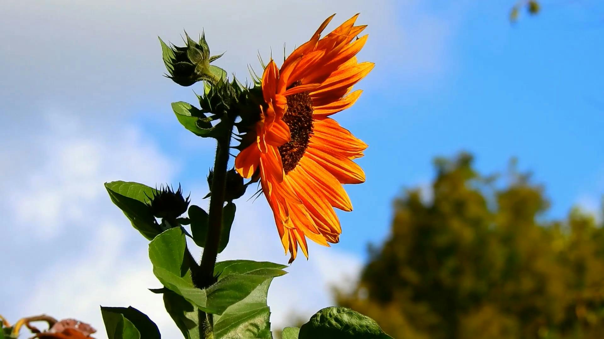 Sunflower Flying on Wind Free Stock Video Footage, Royalty-Free 4K & HD ...