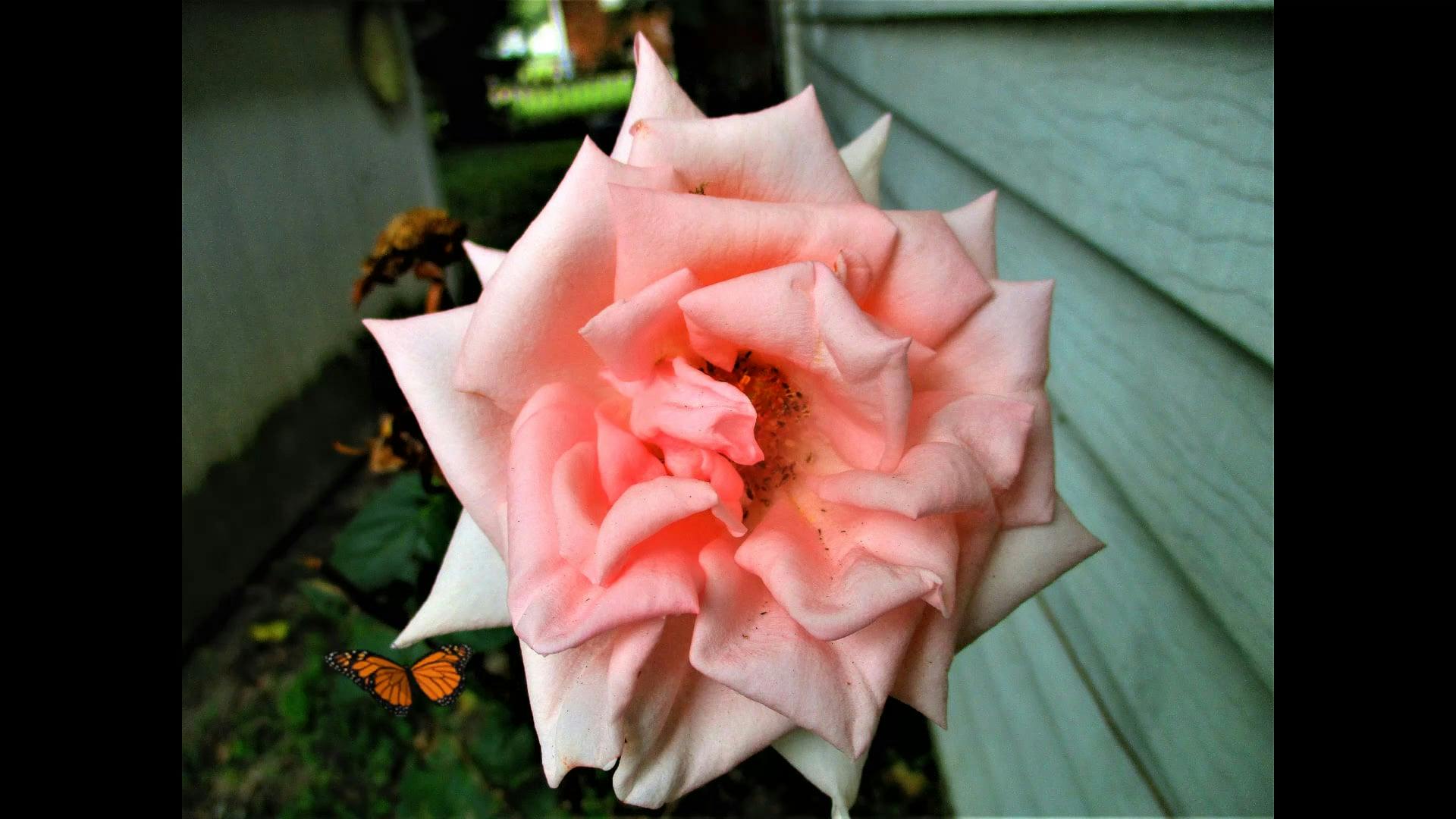 Video Of Flower Blooming · Free Stock Video