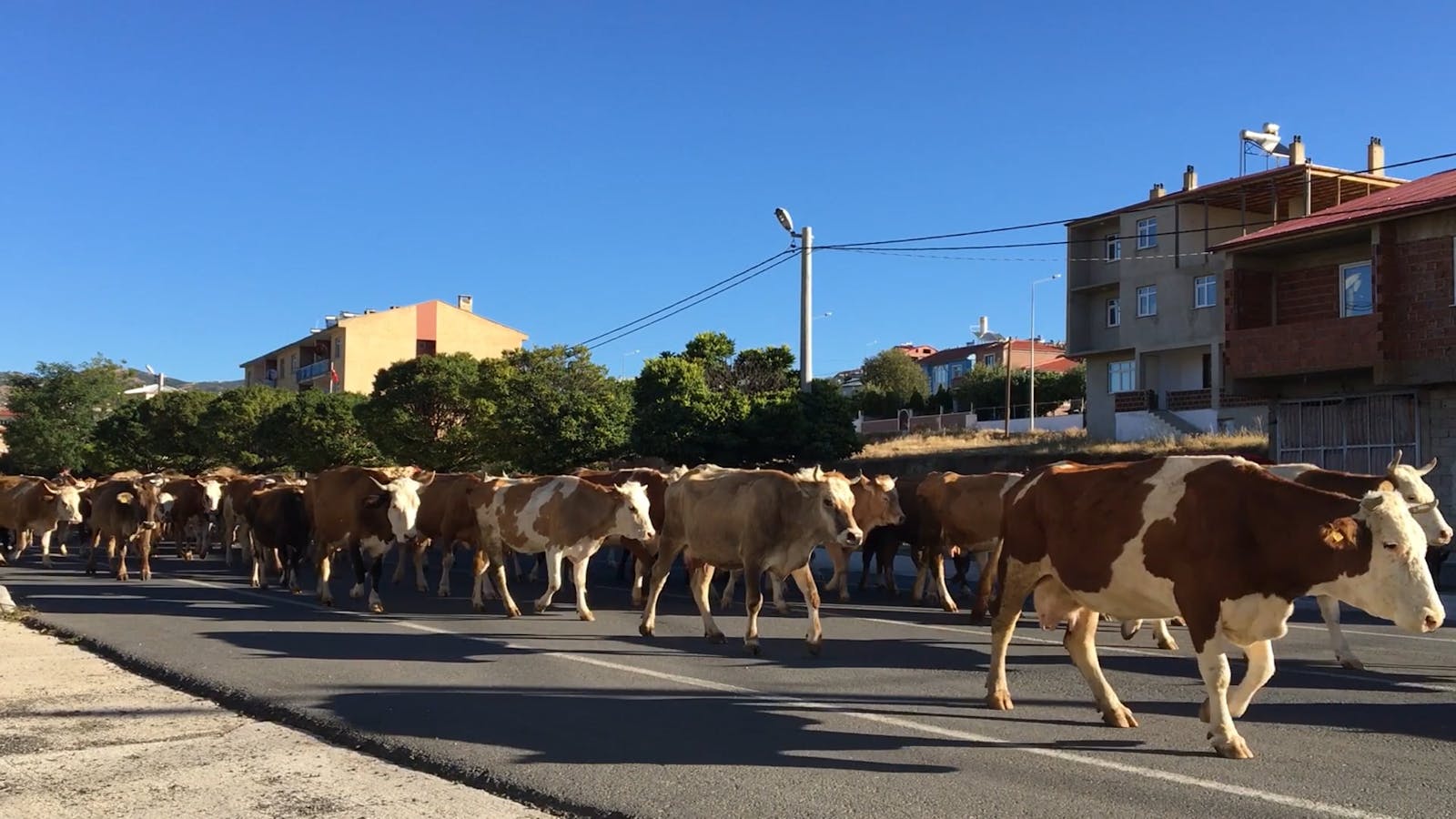 Cow On Road Videos, Download The BEST Free 4k Stock Video Footage & Cow ...