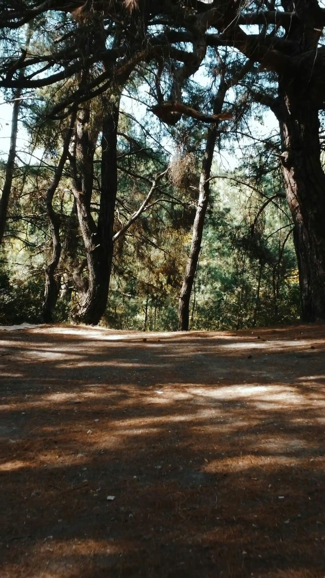 Forest Free Stock Video Footage, Royalty-Free 4K & HD Video Clip