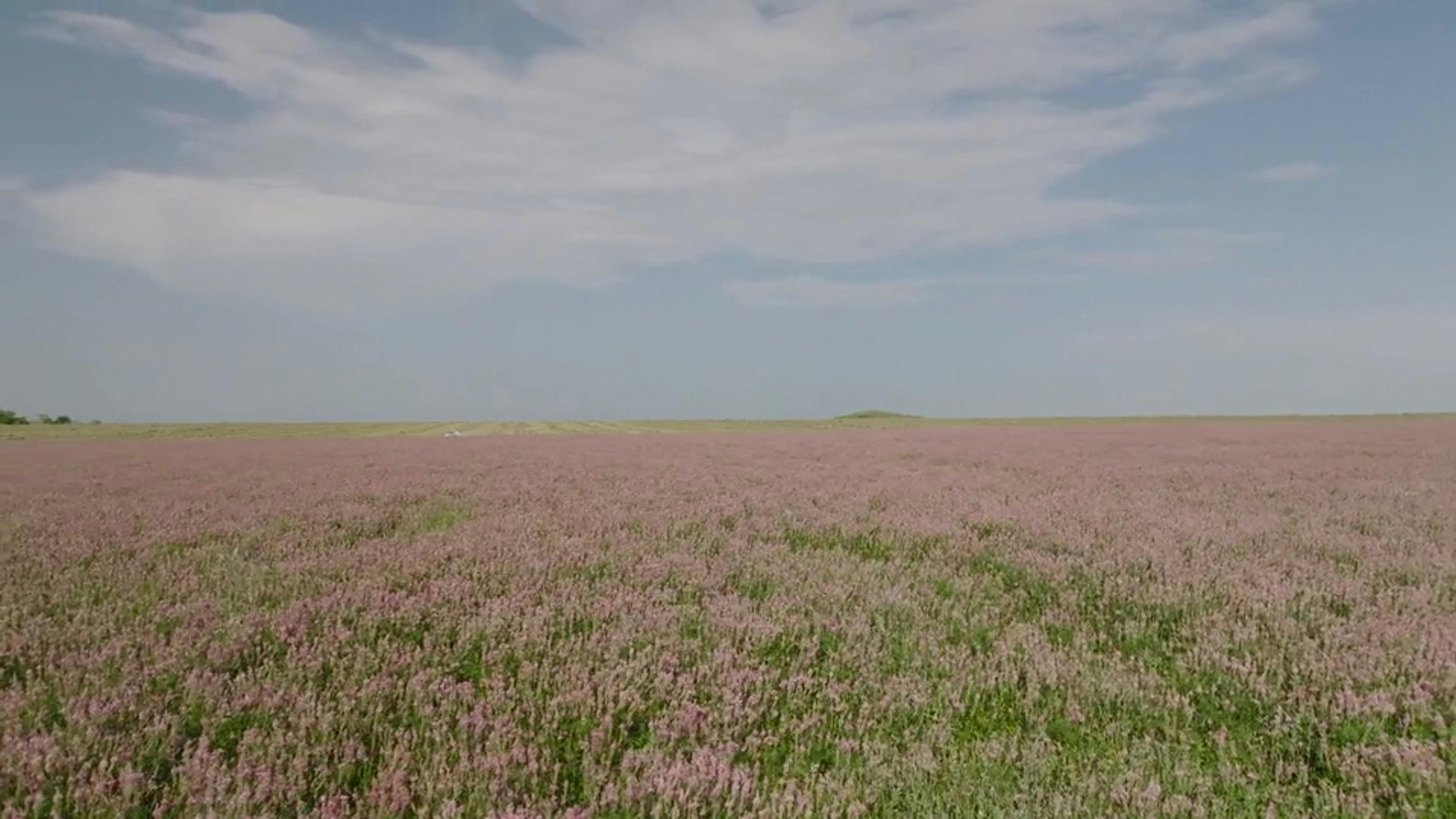 Clouds over Field of Flowers Free Stock Video Footage, Royalty-Free 4K ...
