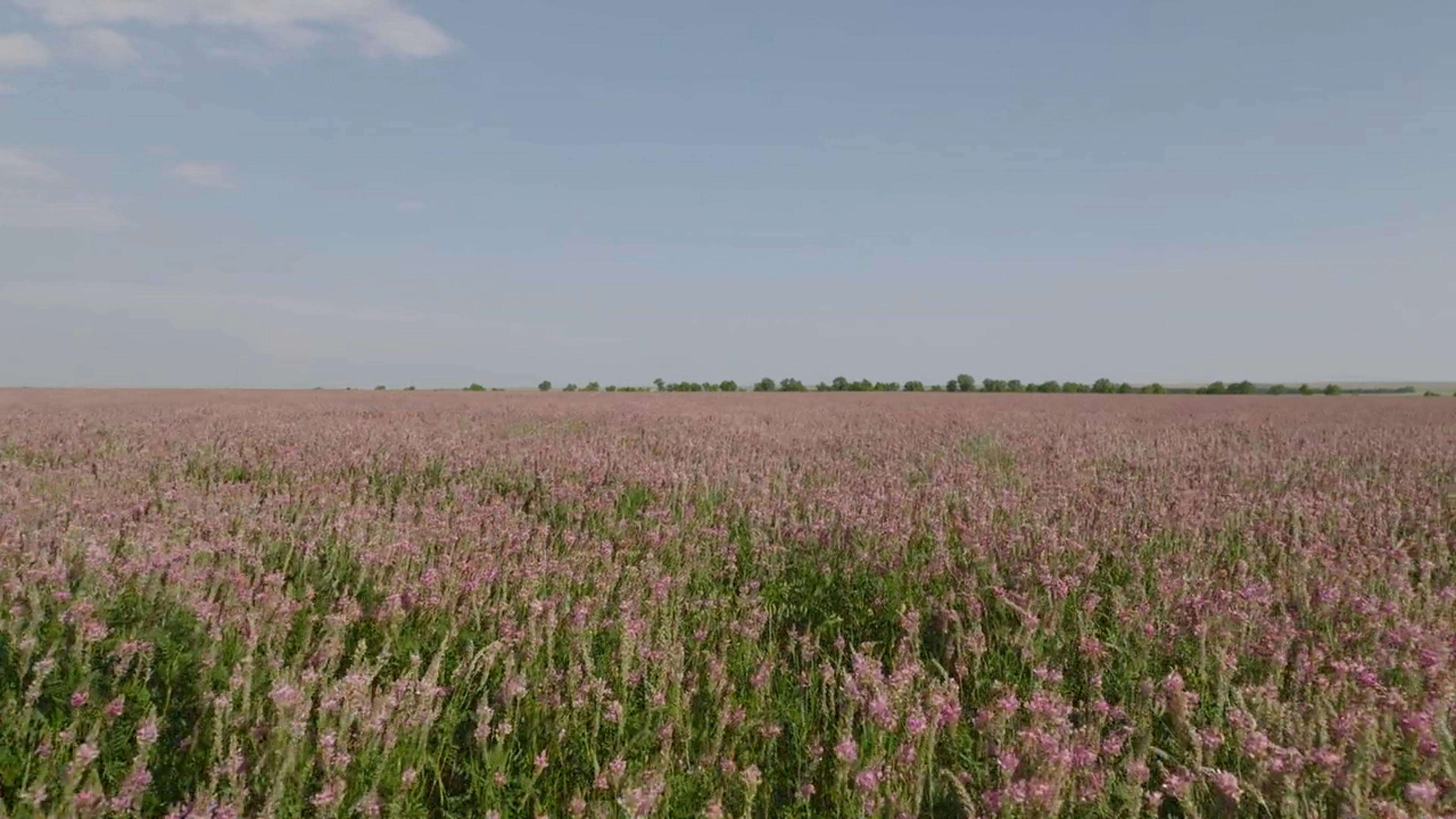 Infinite Field Videos, Download The BEST Free 4k Stock Video Footage ...