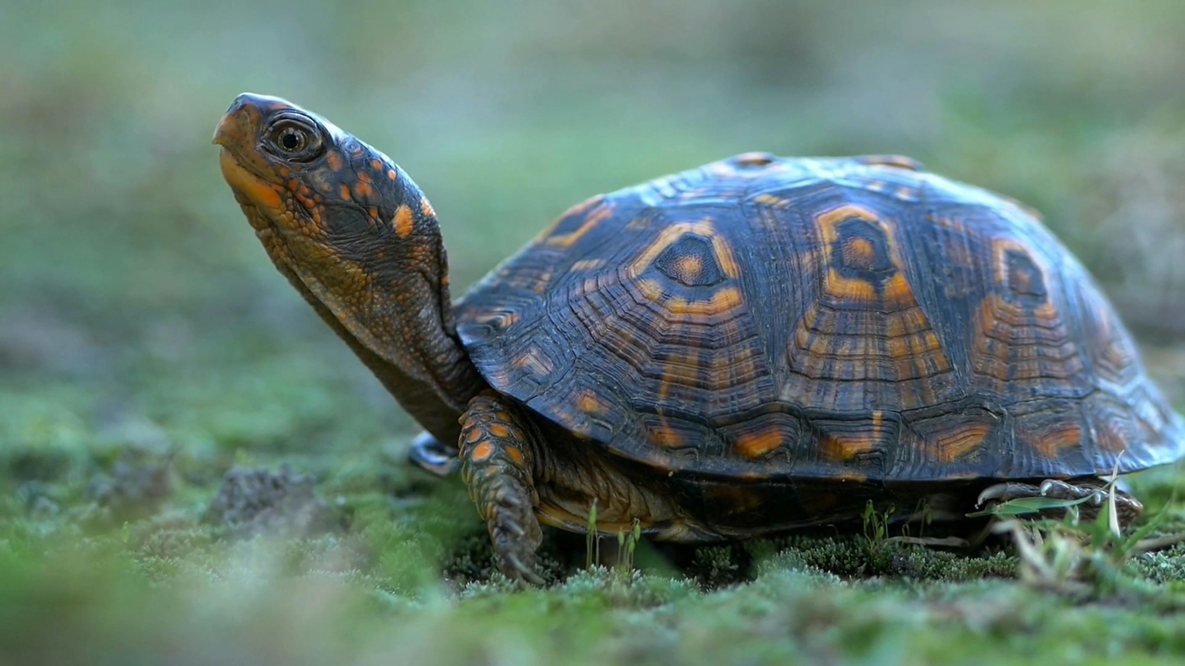 A Group Of Freshwater Turtles Resting On A Pile Of Concretes Free Stock ...