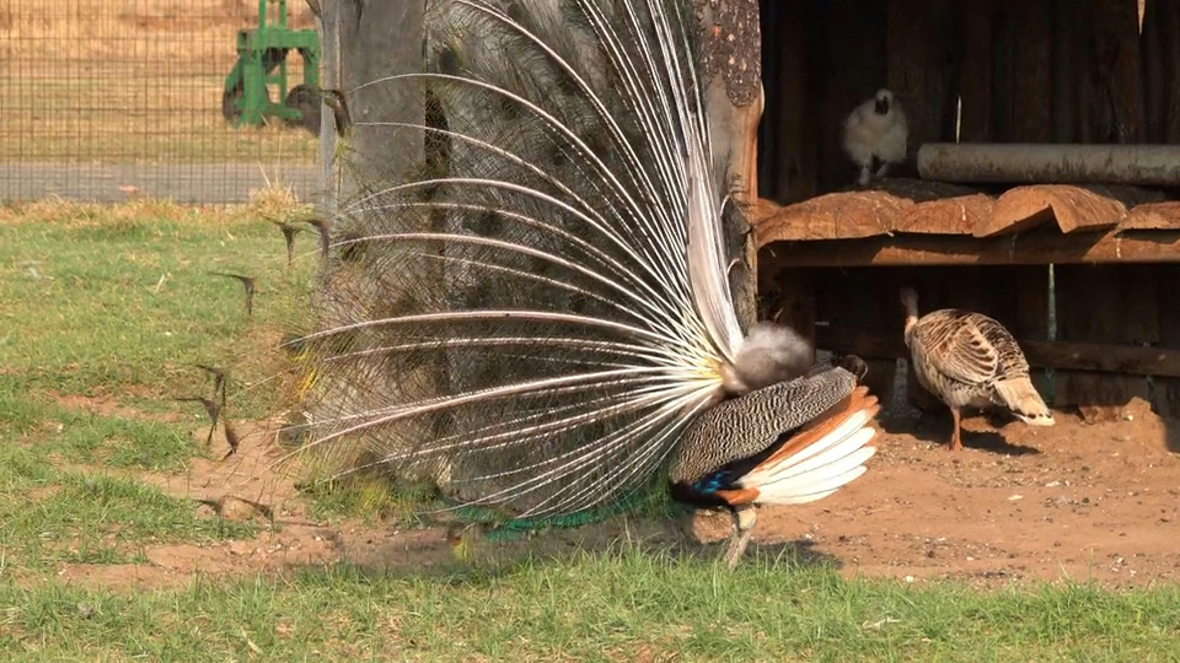 Vídeo profissional gratuito de animais selvagens, animal, ao ar livre ...