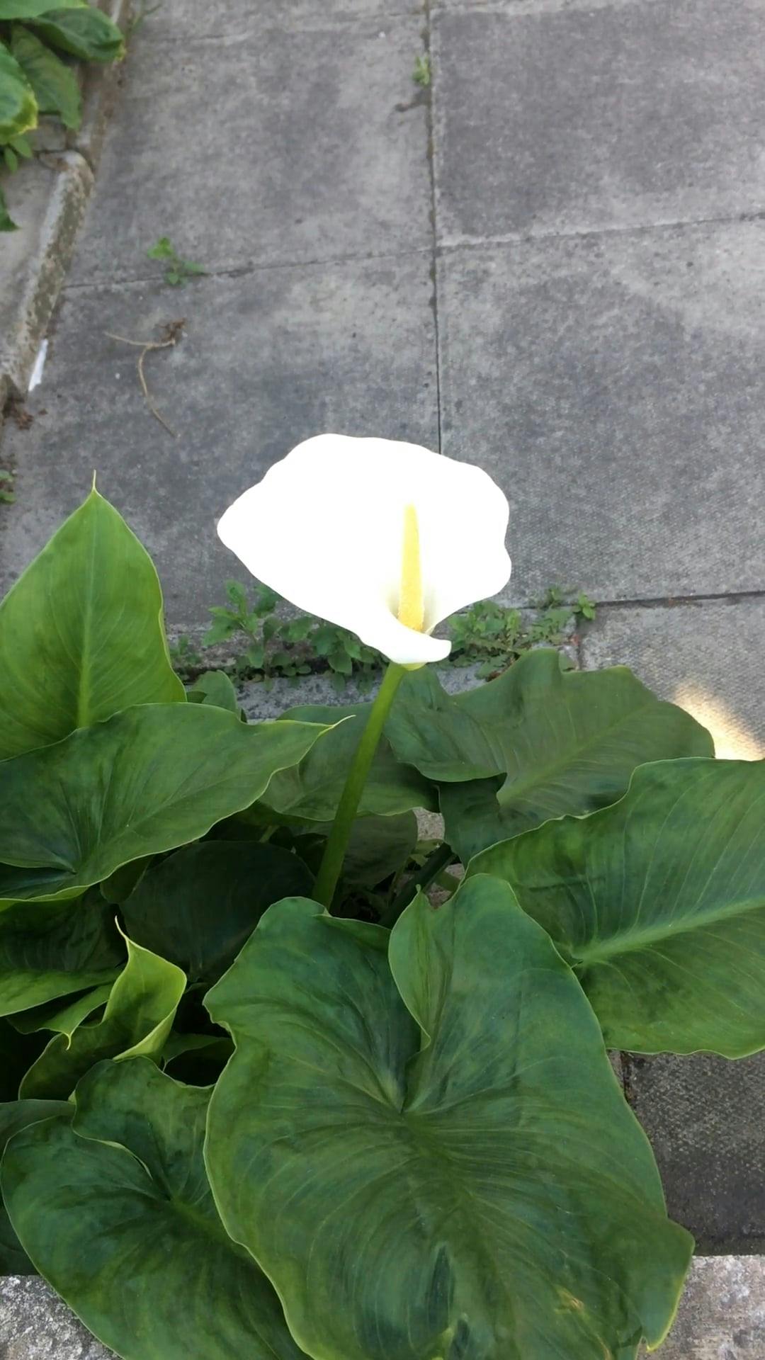 Green Leaf Plants In The Garden · Free Stock Video