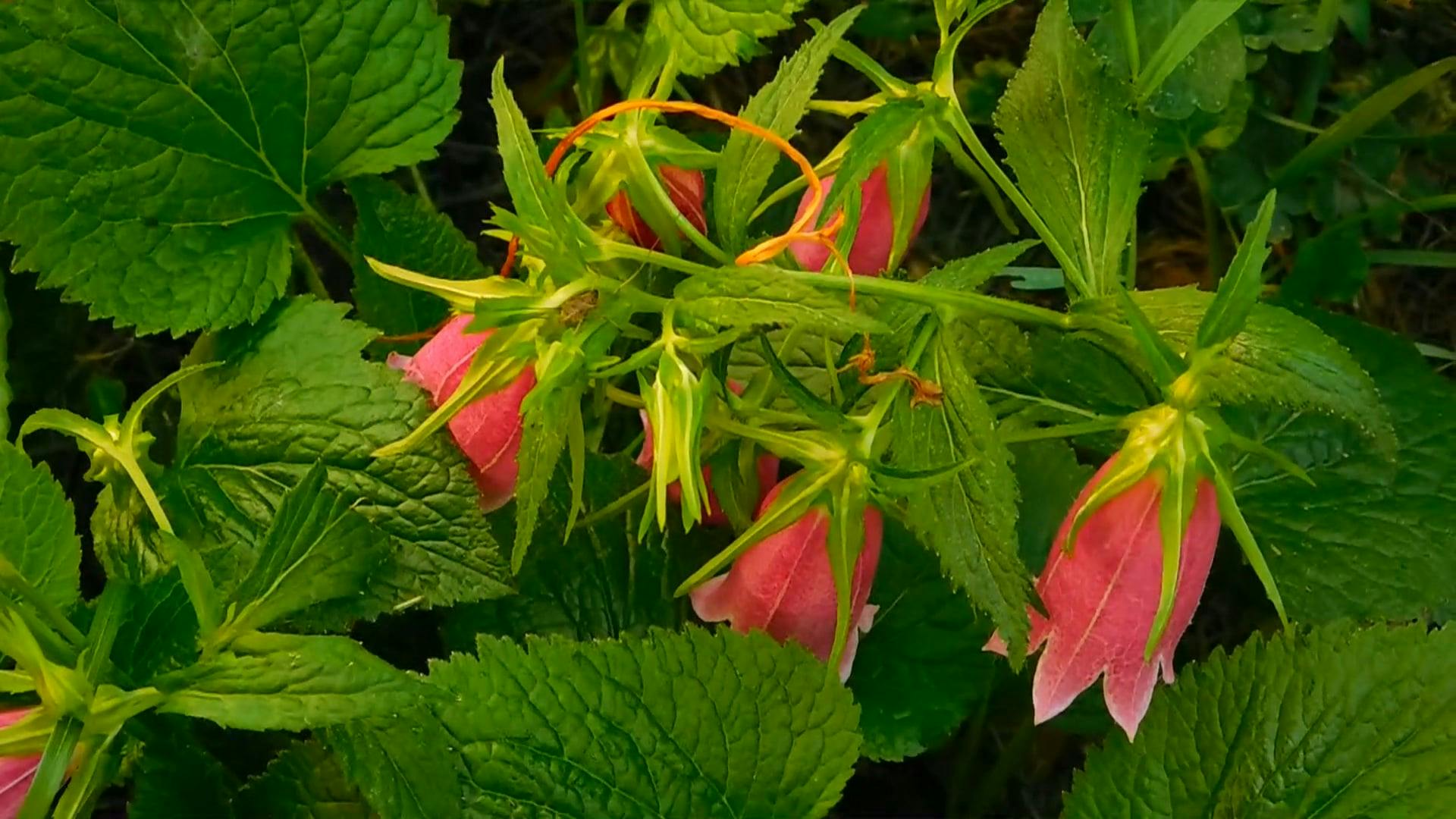 Cluster Of Pink Bell Flowers · Free Stock Video