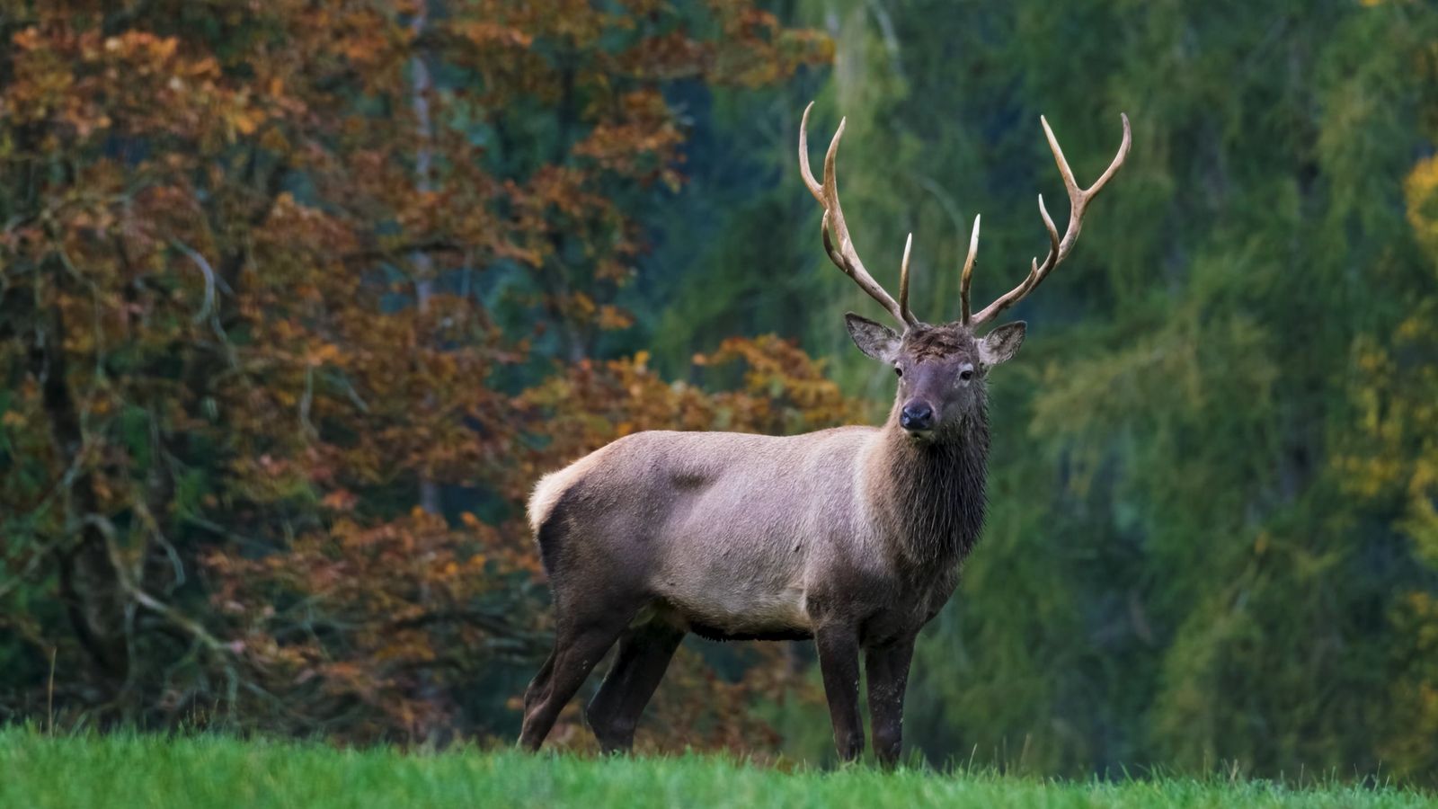 Deer Hunting Videos, Download The BEST Free 4k Stock Video Footage ...