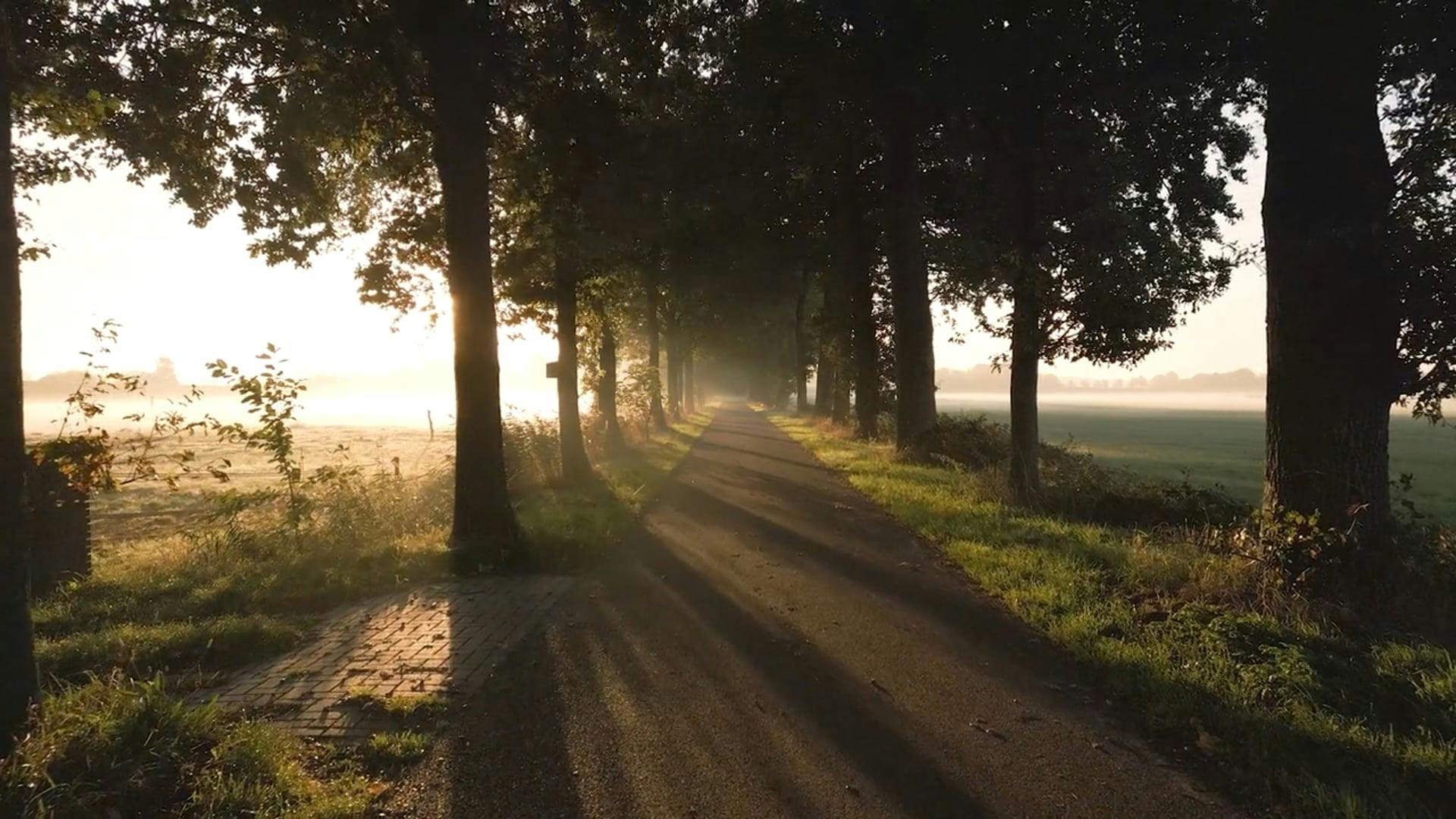 Footpath Among Fields in Morning Free Stock Video Footage, Royalty-Free ...