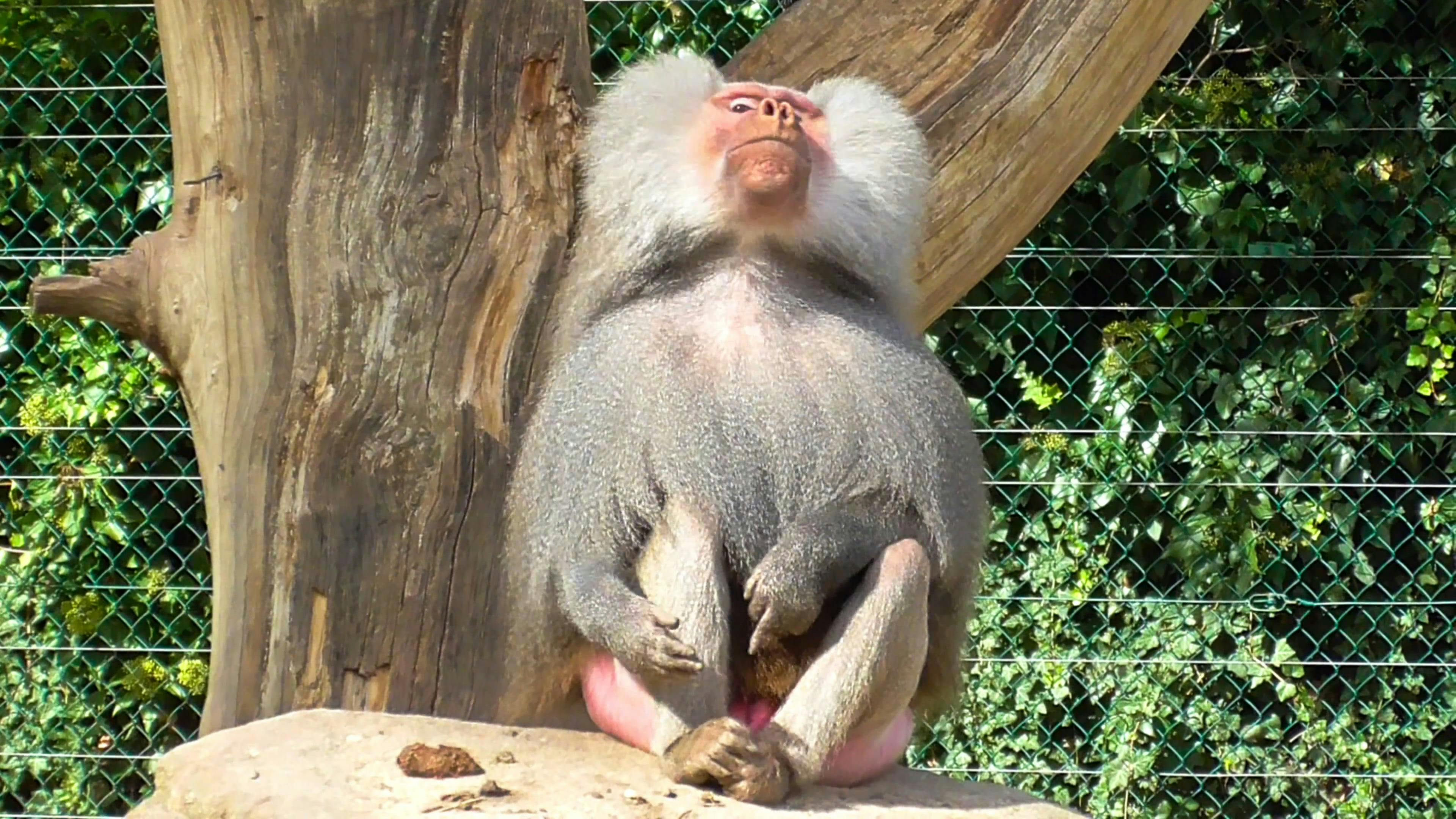 How To Present Agility Behavior Videos, Download The BEST Free 4k Stock ...