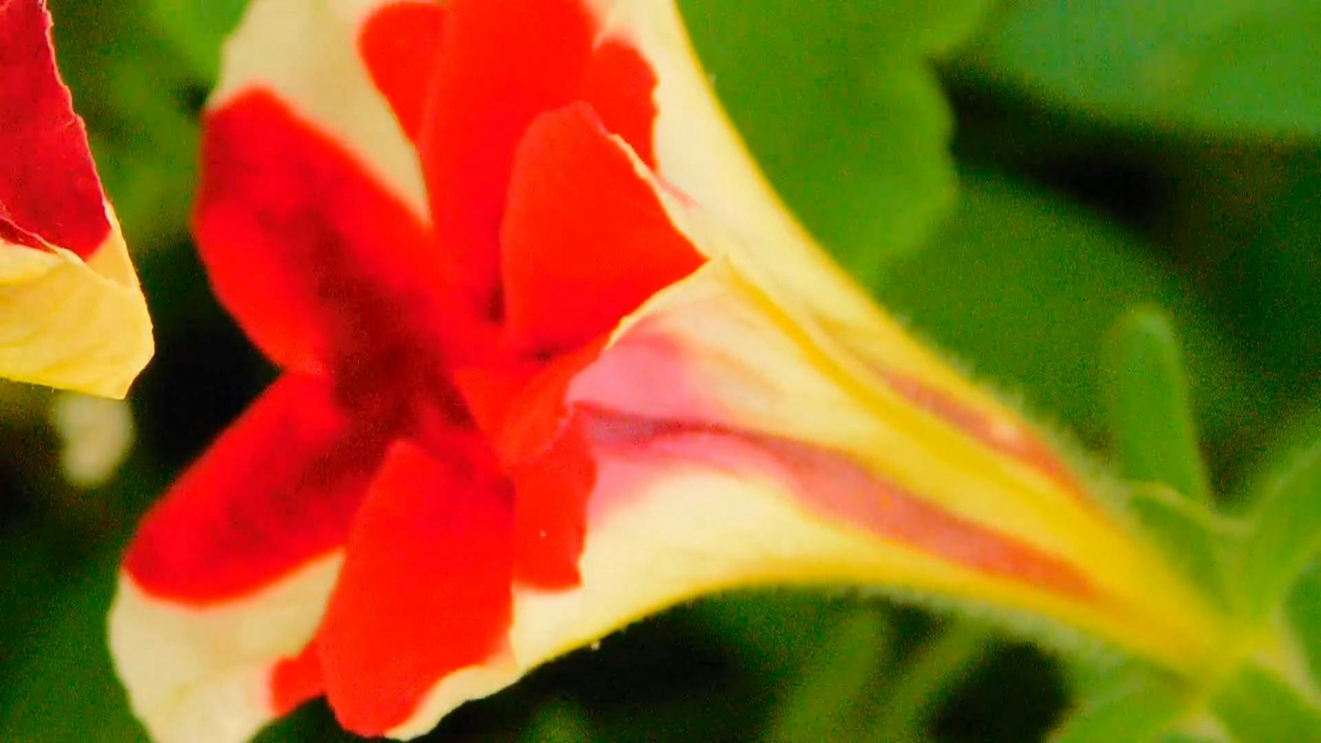 Flower Video In Macro Free Stock Video Footage, Royalty-Free 4K & HD ...