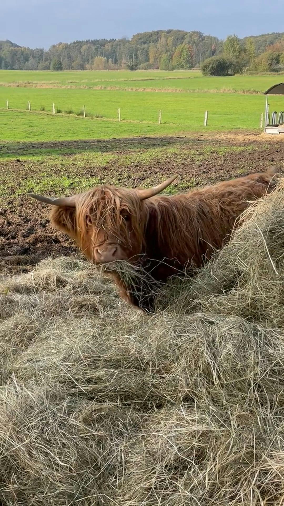 Cow Eating Hay Free Stock Video Footage, Royalty-Free 4K & HD Video Clip