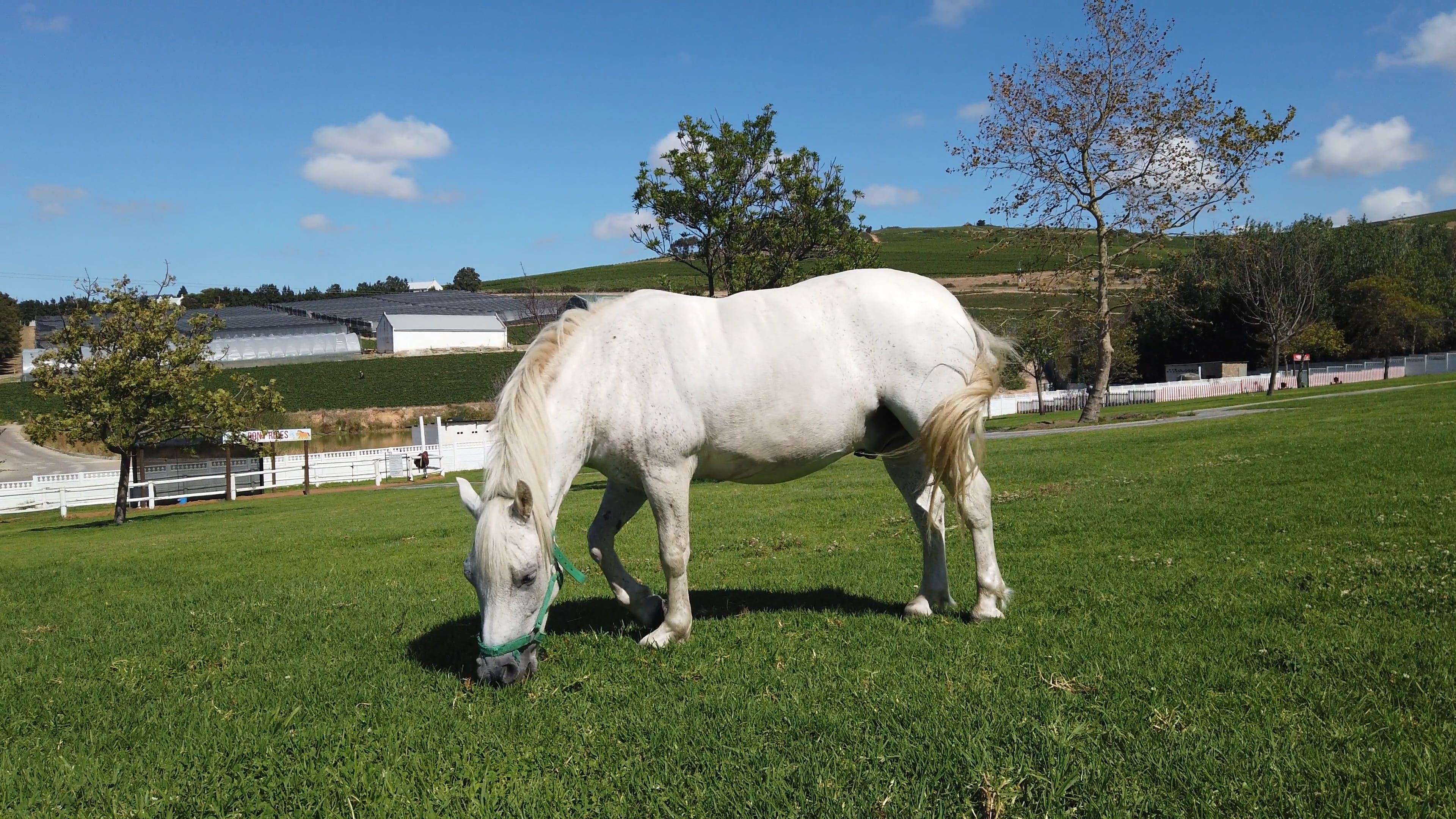White Pony Grazing on a Green Grass Field Free Stock Video Footage ...