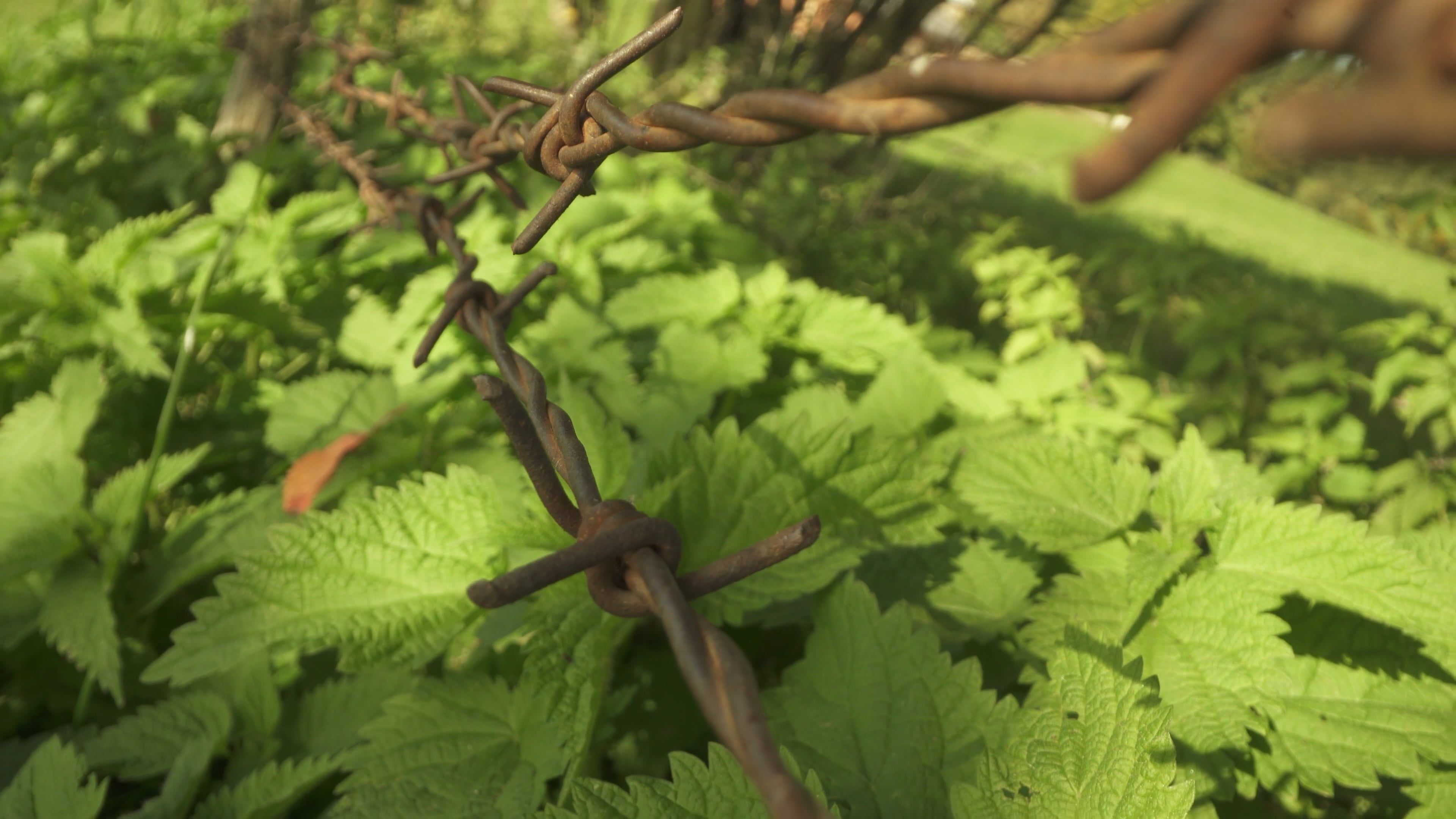 Leaves under Barbed Wire Free Stock Video Footage, Royalty-Free 4K & HD ...