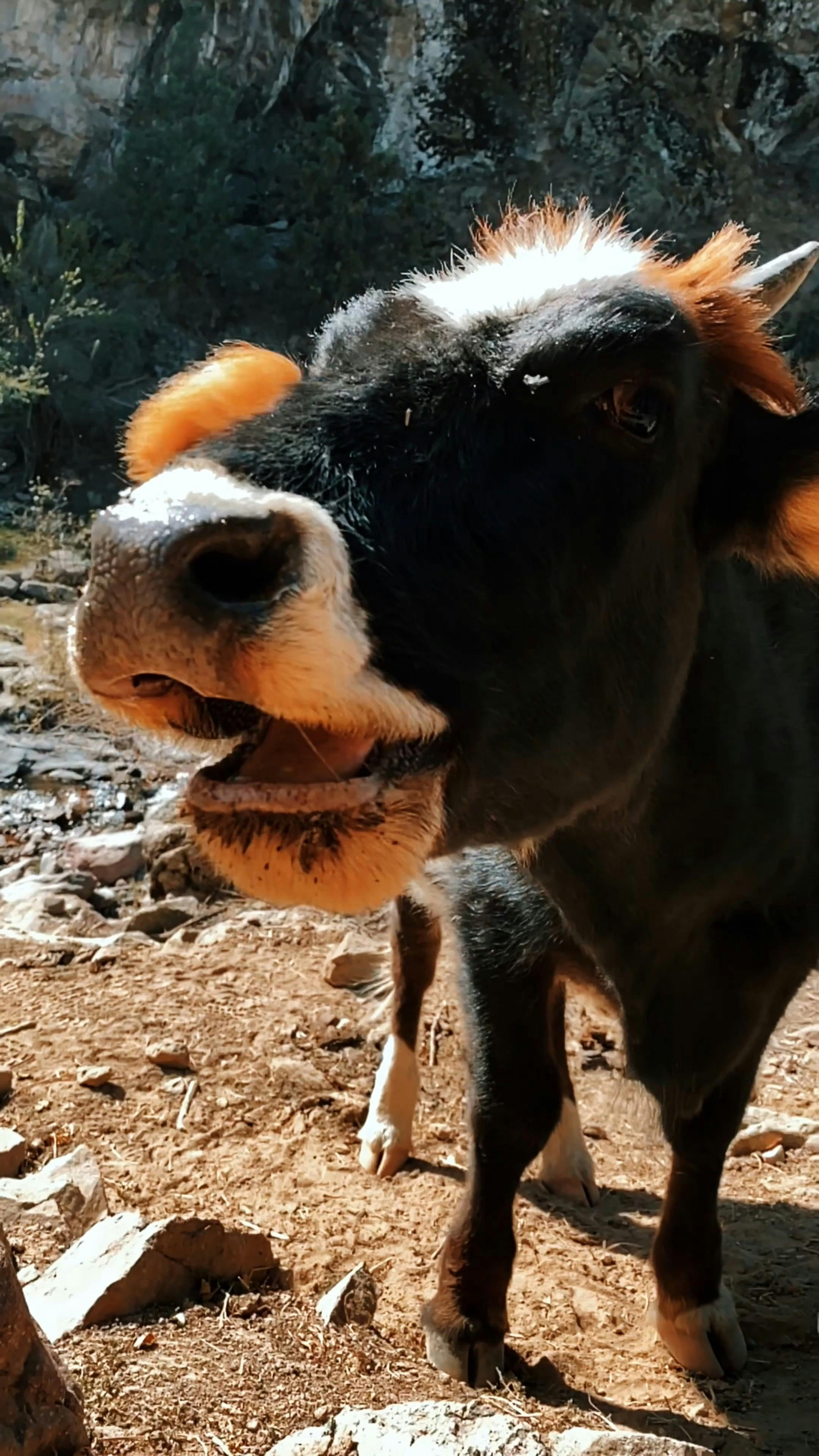 Close up of Cow Yawning Free Stock Video Footage, Royalty-Free 4K & HD ...