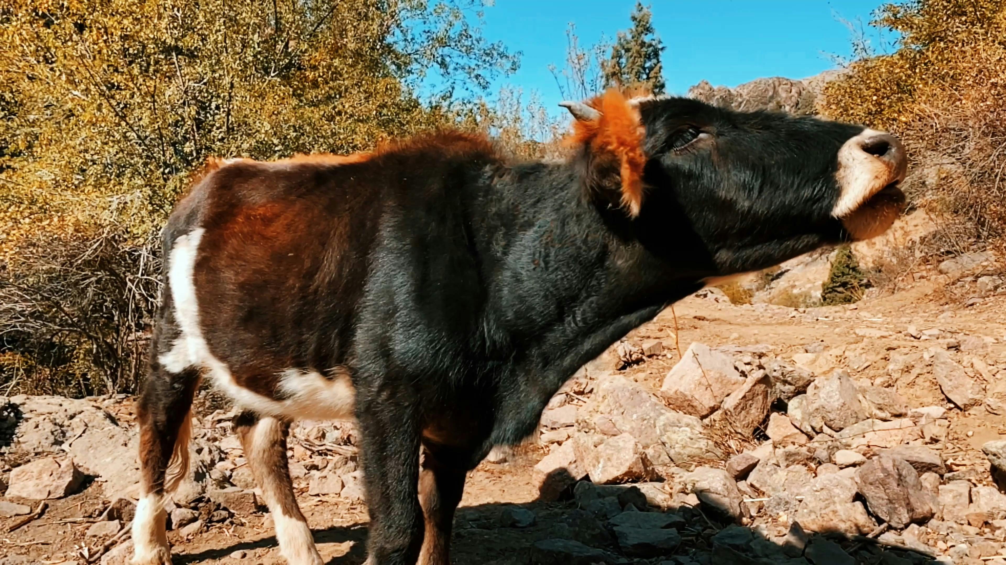 Flies Flying Around the Tricolor Cow Free Stock Video Footage, Royalty ...