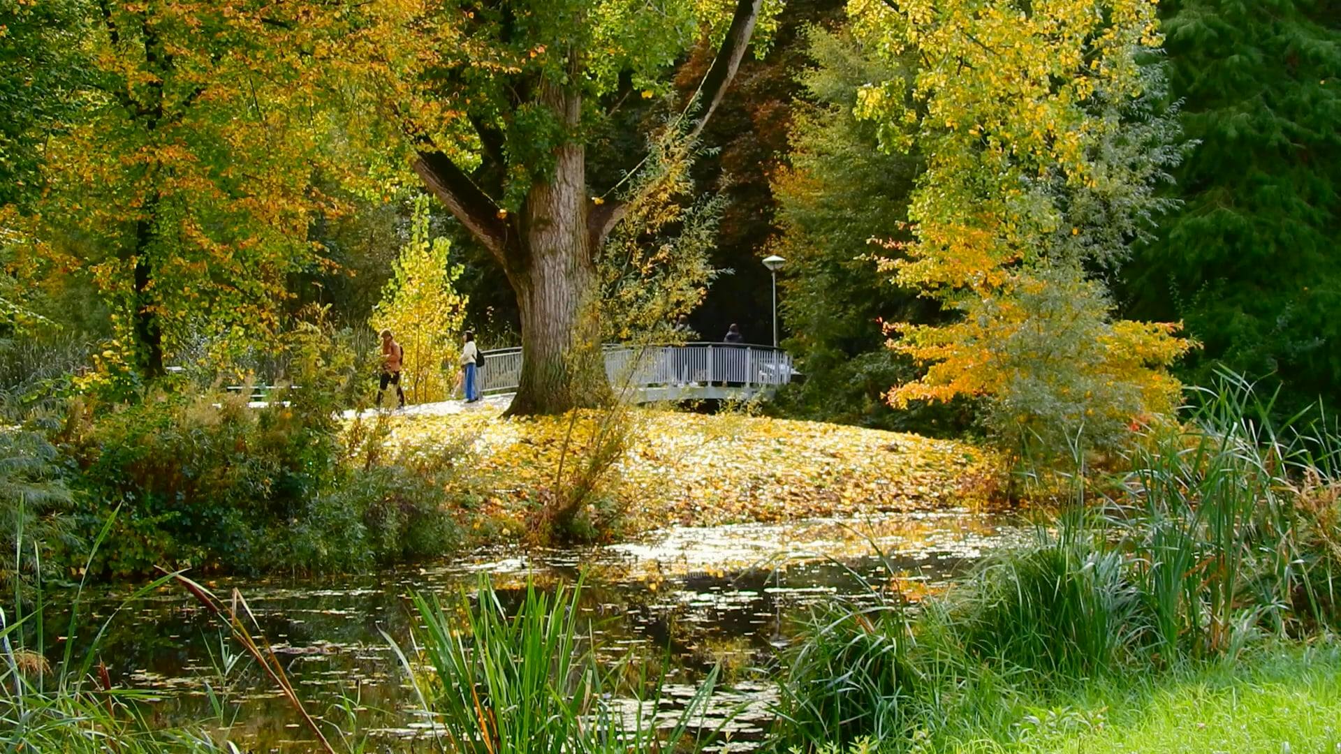 Trees around Pond in Park in Autumn Free Stock Video Footage, Royalty ...