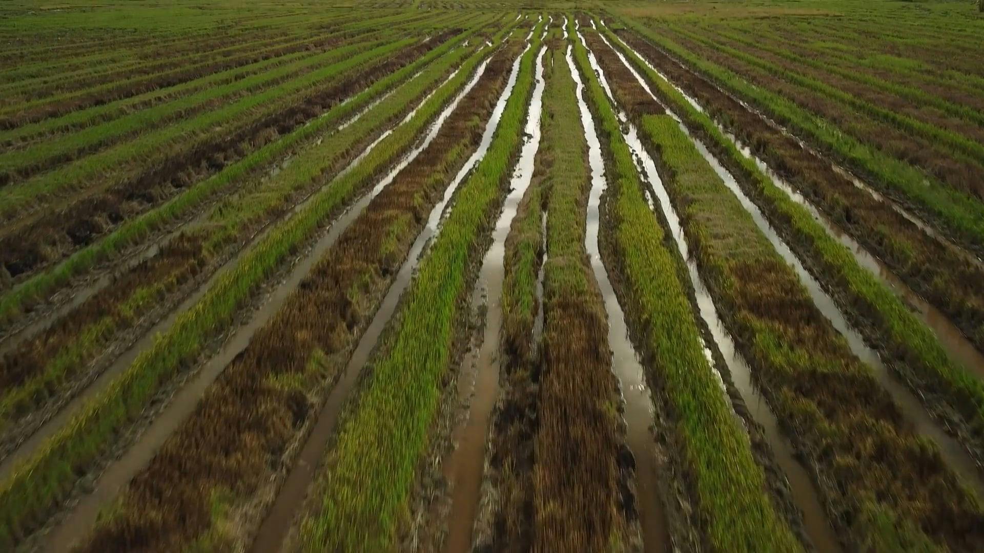 Elephant Damage Crops Videos, Download The BEST Free 4k Stock Video ...