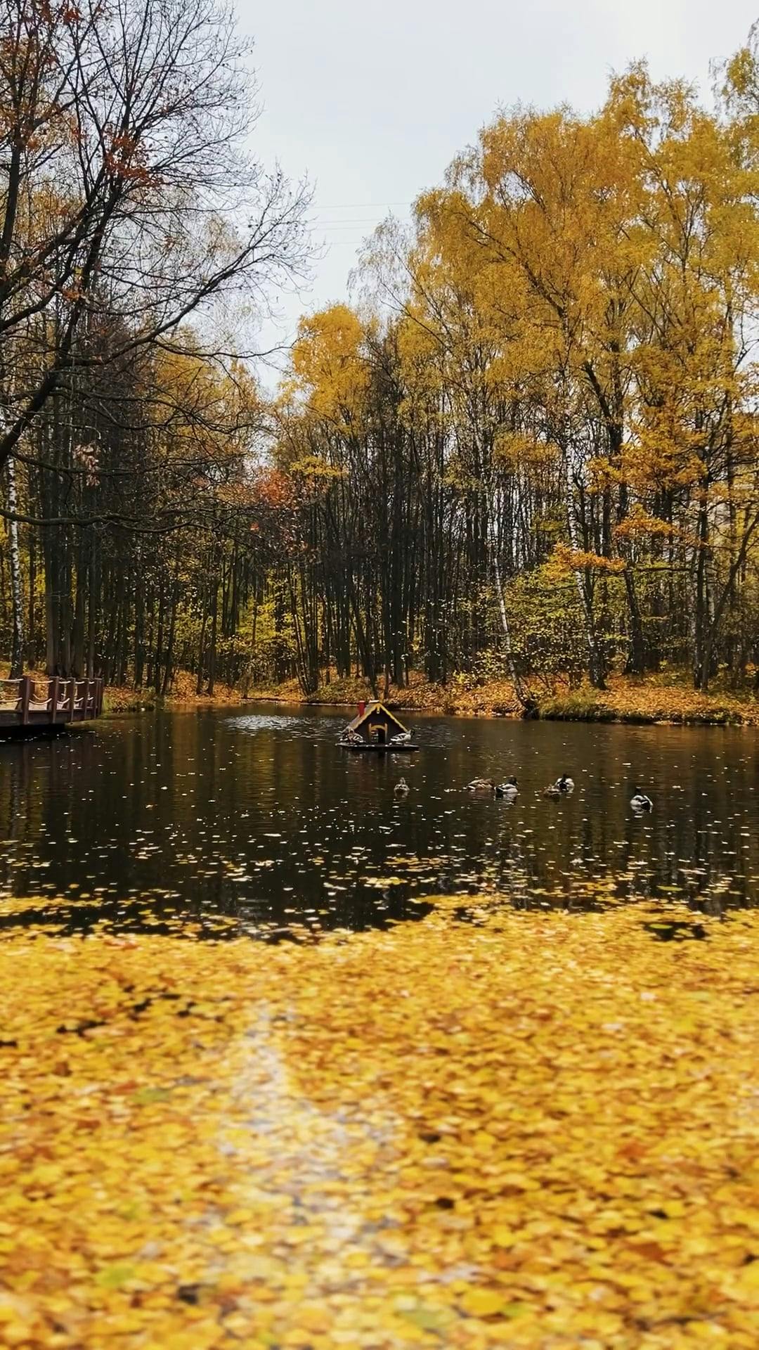 Fall Birds Videos, Download Free 4k Stock Video Footage & Fall Birds HD ...