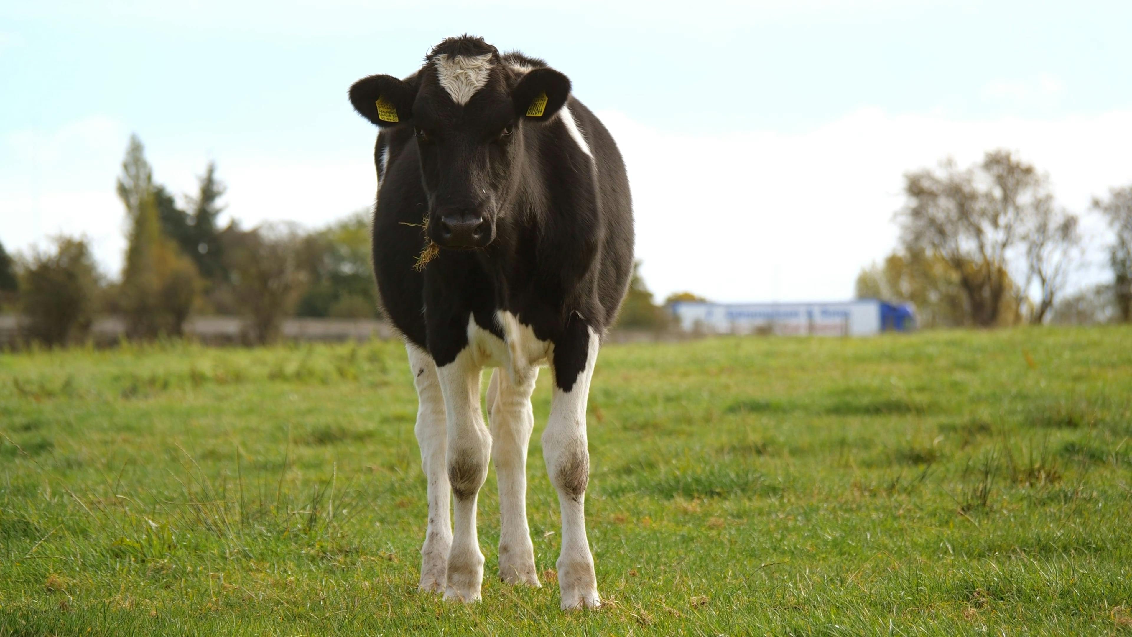 Herd Of Cows Free Stock Video Footage, Royalty-Free 4K & HD Video Clip