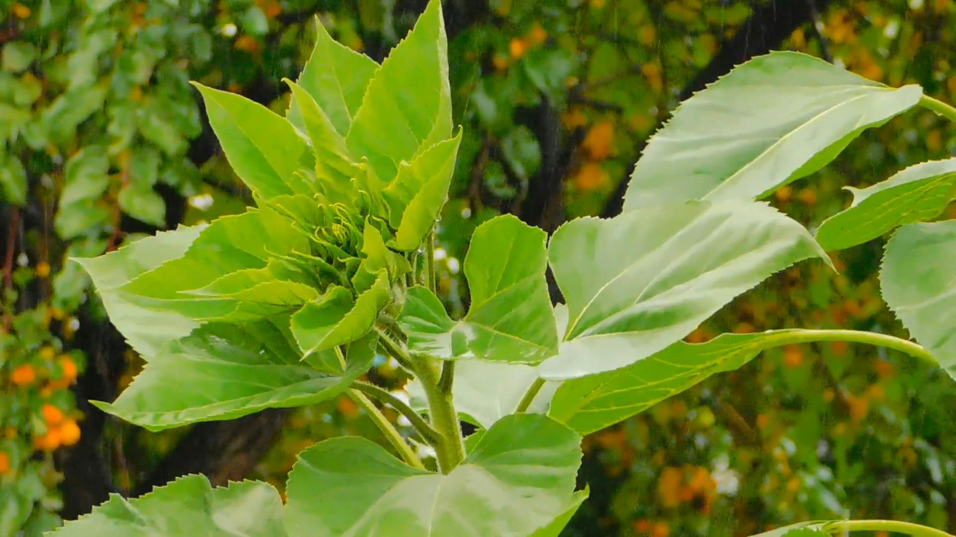 Close-Up Of Sunflower Bulbs · Free Stock Video