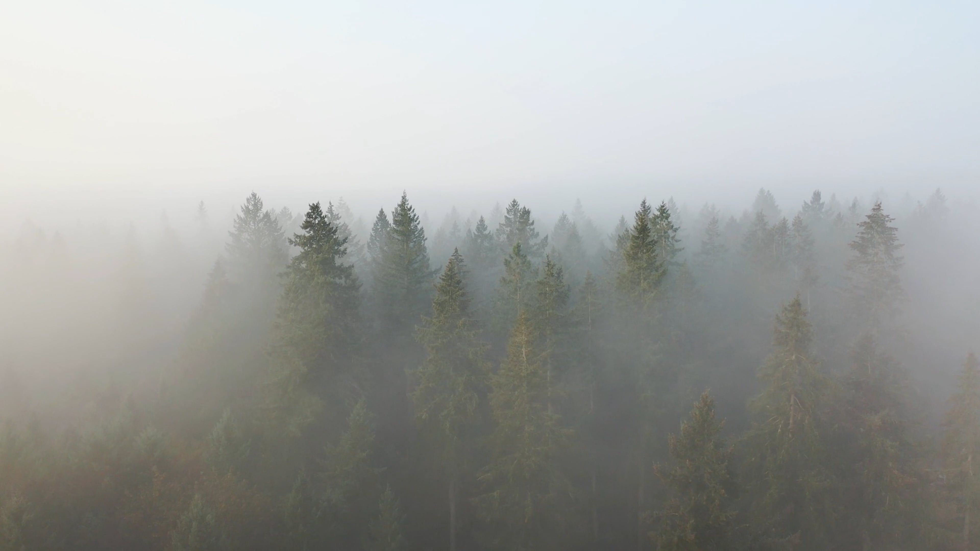 Fog over Forest Free Stock Video Footage, Royalty-Free 4K & HD Video Clip
