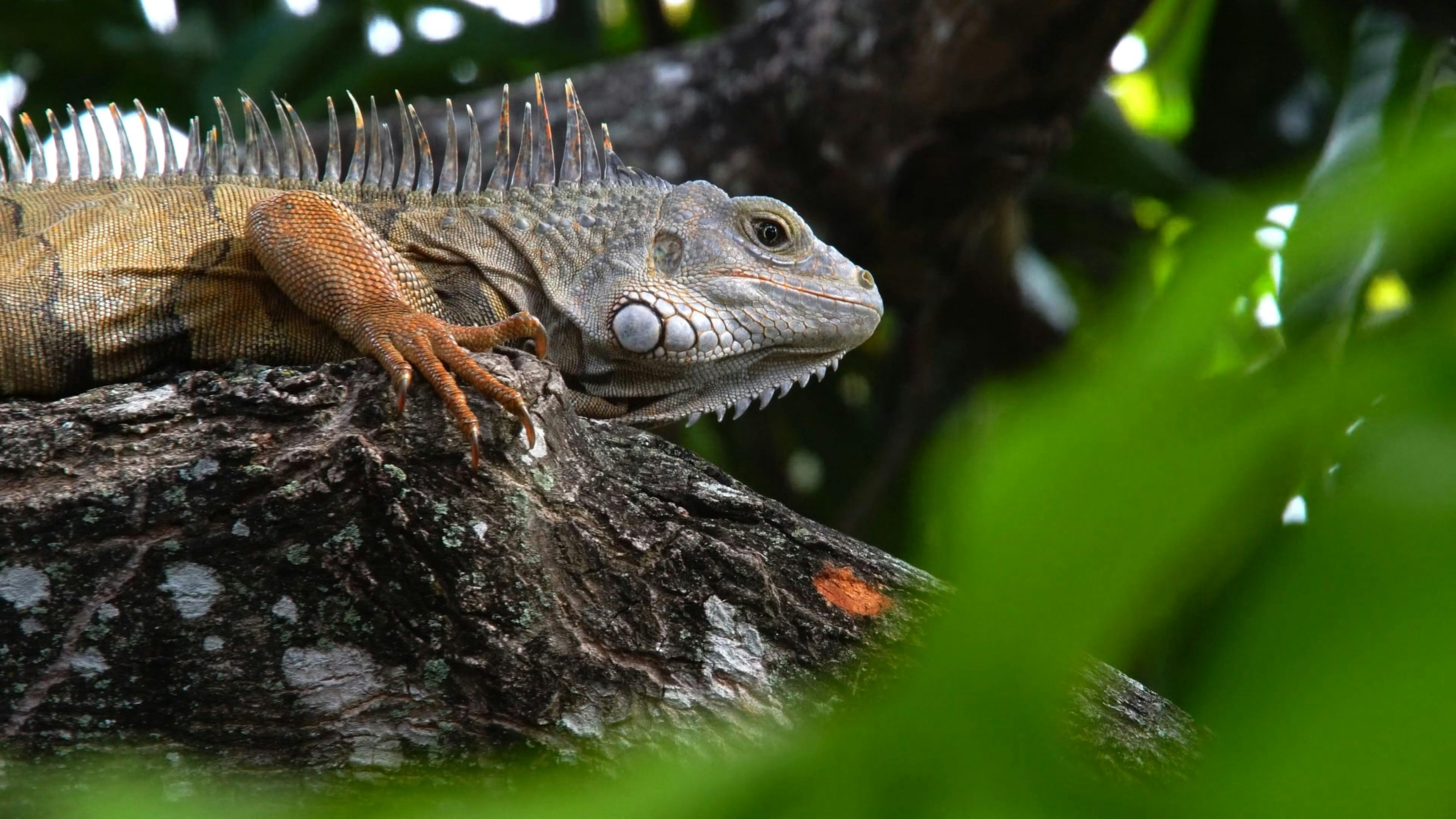 Close up of Iguana Free Stock Video Footage, Royalty-Free 4K & HD Video ...
