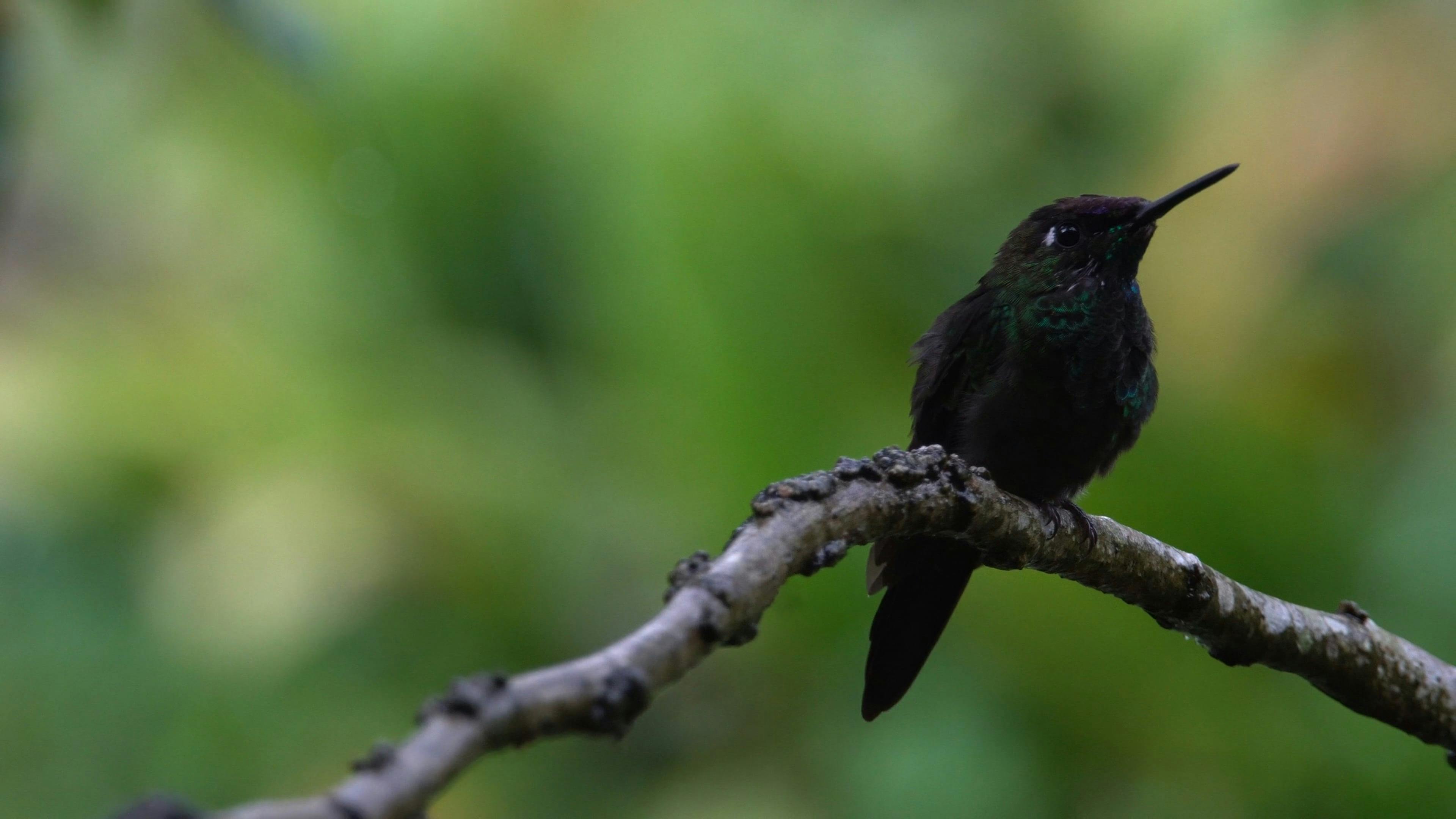 A Humming Bird Suspended In The Air Flying Before Resting Free Stock ...