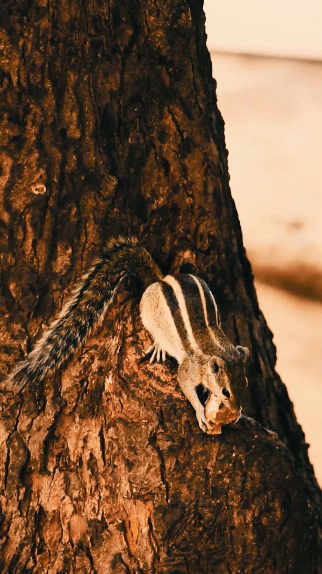 Vídeo profissional gratuito de alimentação, animal, casca de árvore ...