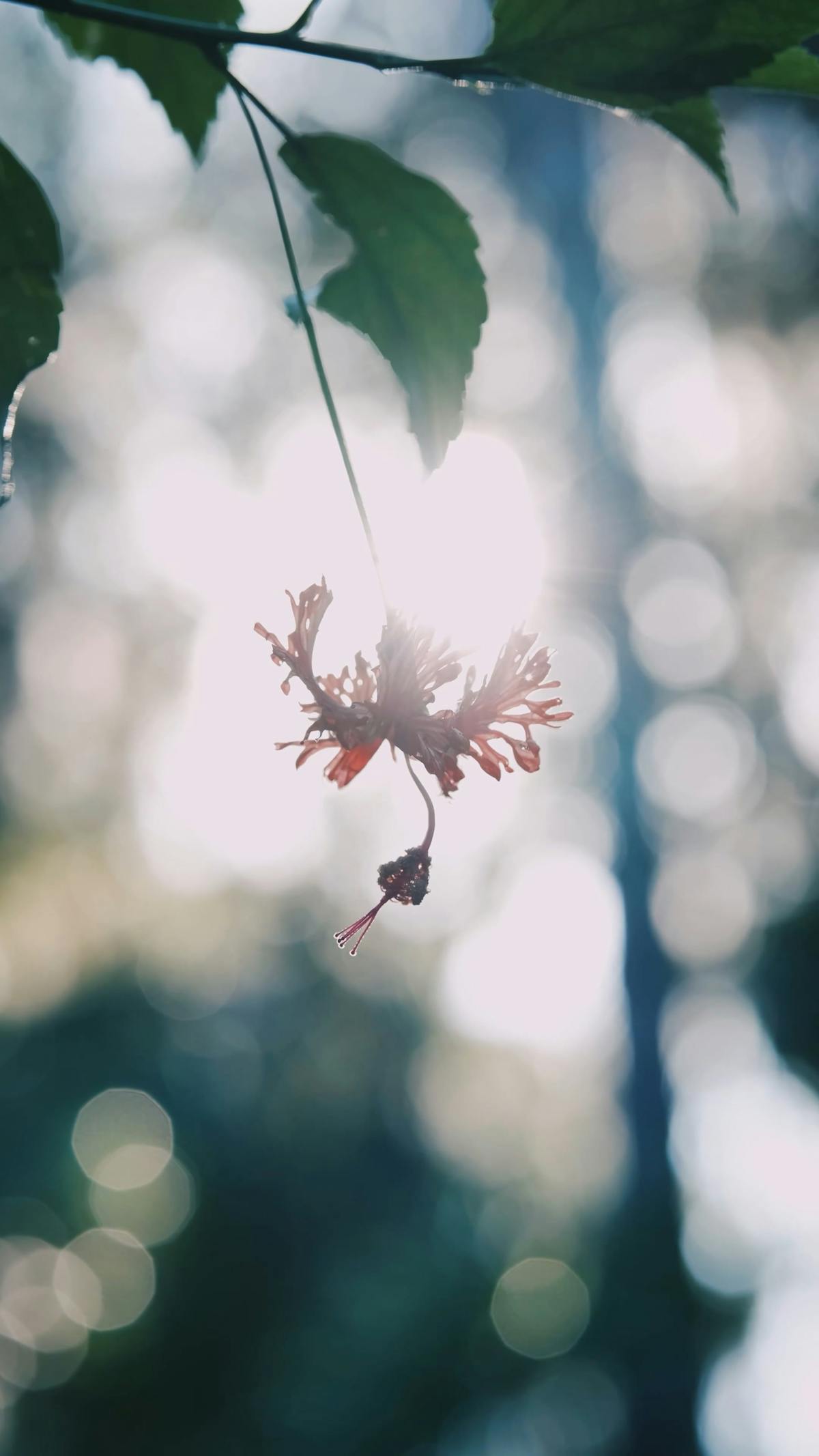 Bokeh Jepang Cantik Videos, Download The BEST Free 4k Stock Video Footage & Bokeh Jepang Cantik ...