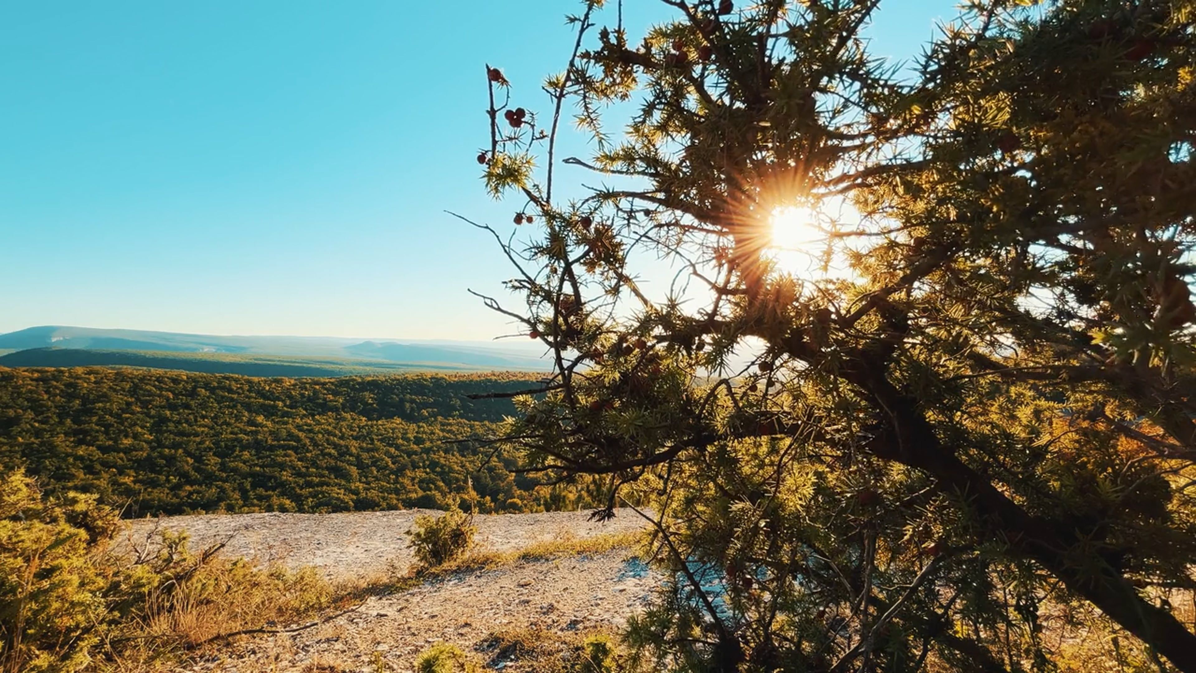 The Sunlight Peeking Through the Bush Free Stock Video Footage, Royalty ...