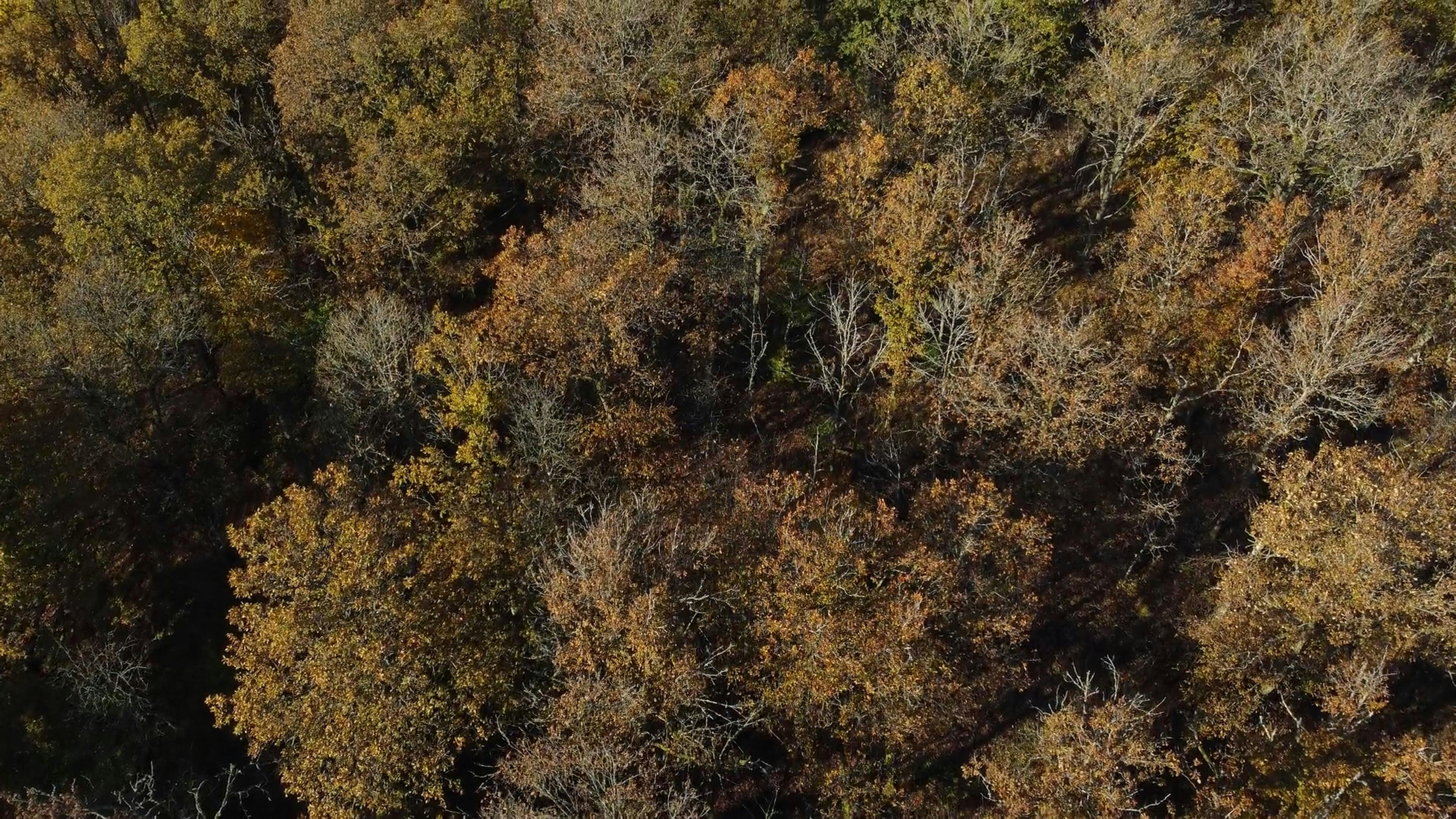 Bird's Eye View Of Trees Free Stock Video Footage, Royalty-Free 4K & HD ...