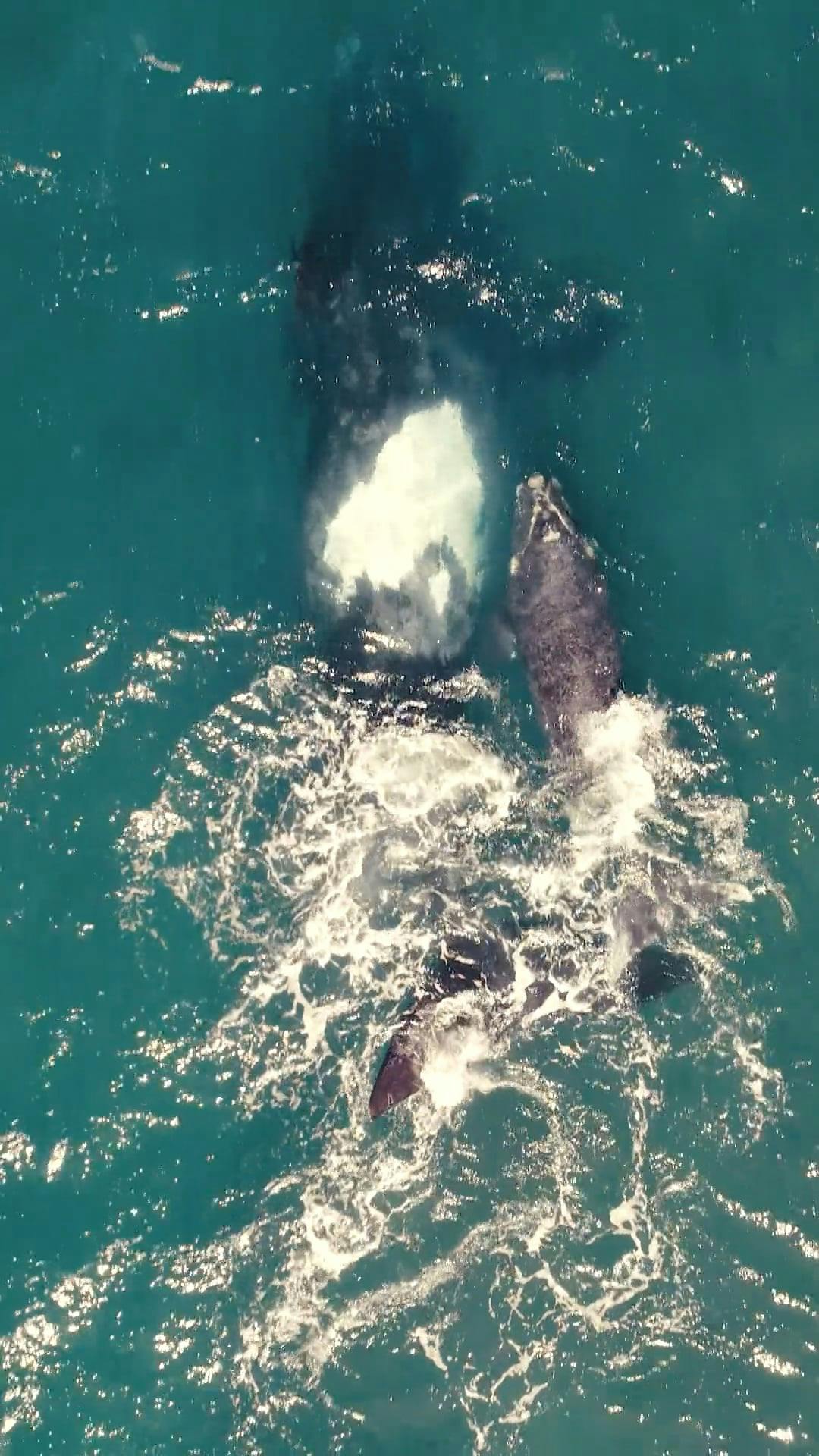 Whale Behavior Videos, Download The BEST Free 4k Stock Video Footage ...