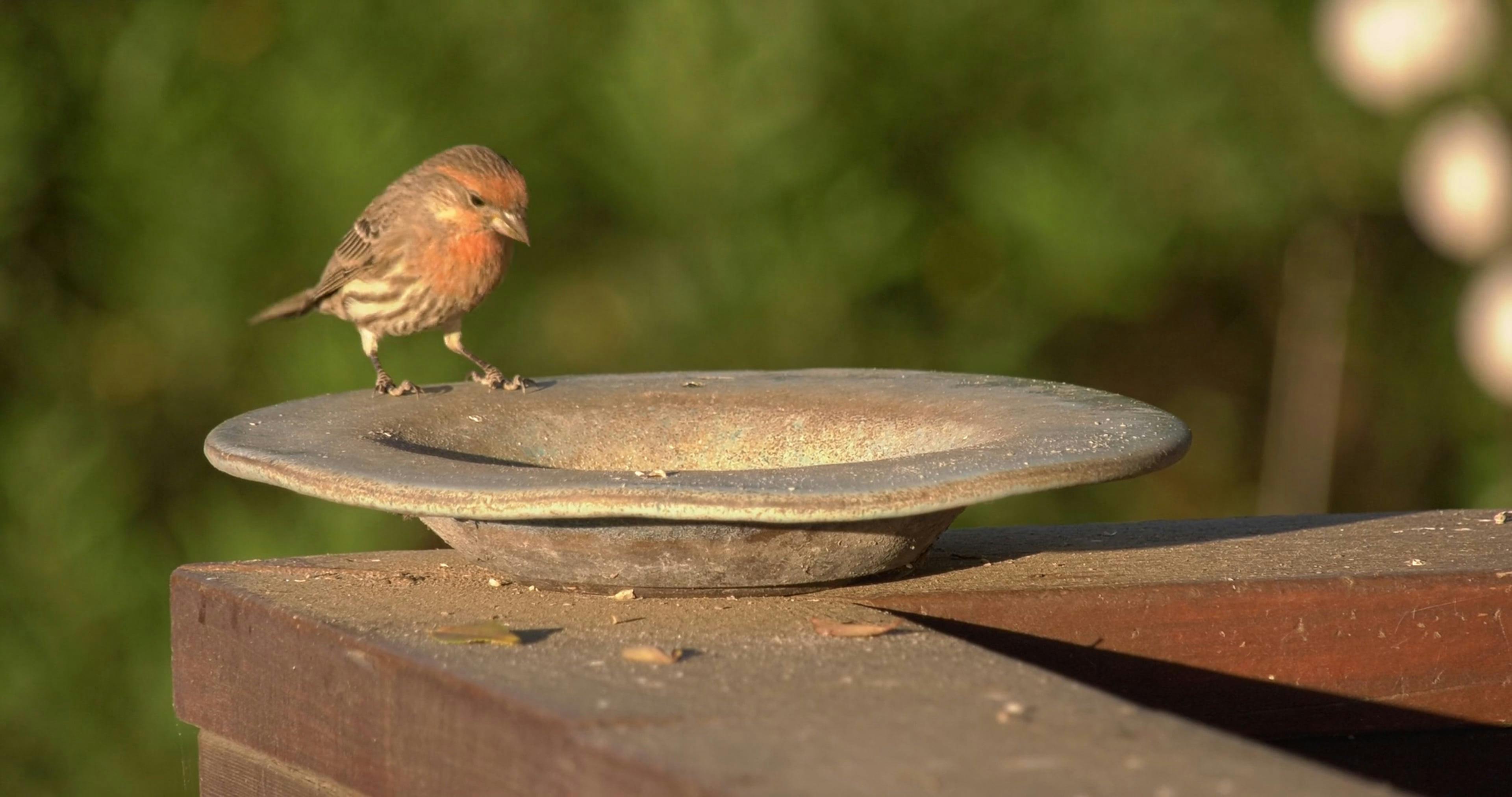 Bird Pecking from Plate Free Stock Video Footage, Royalty-Free 4K & HD ...
