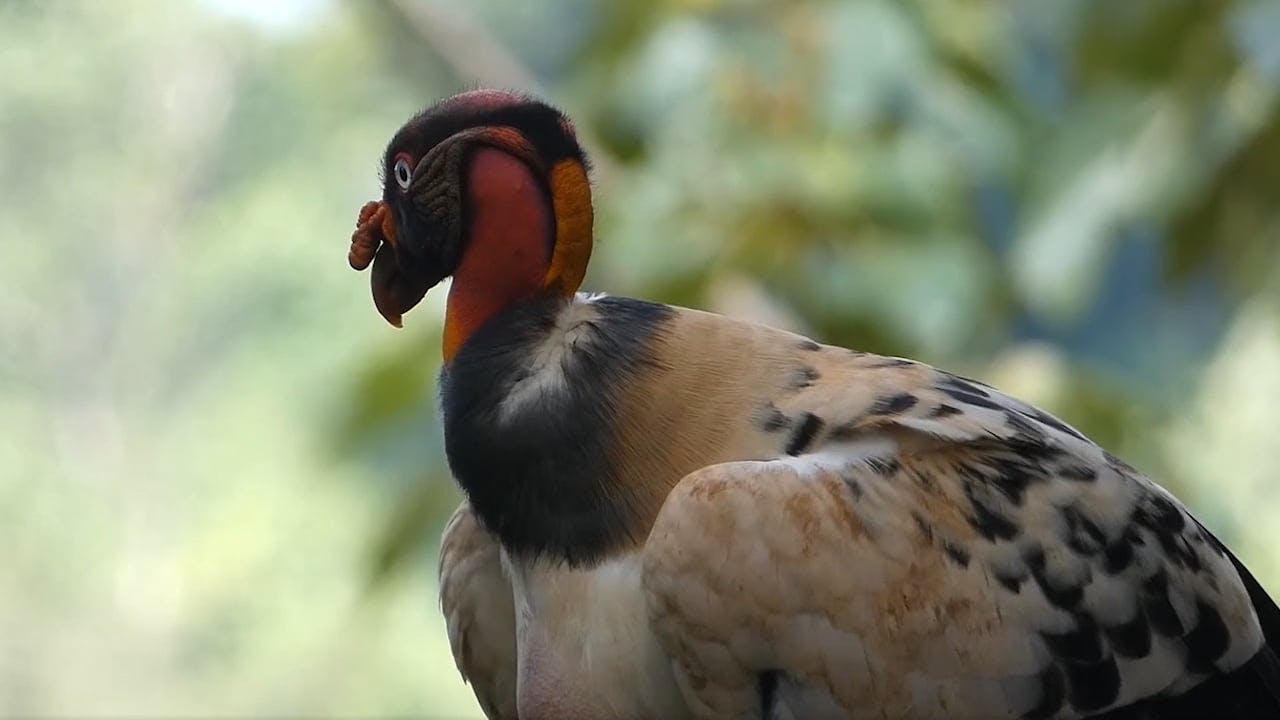 Vídeo profissional gratuito de abutre, abutre rei, animais, animais ...
