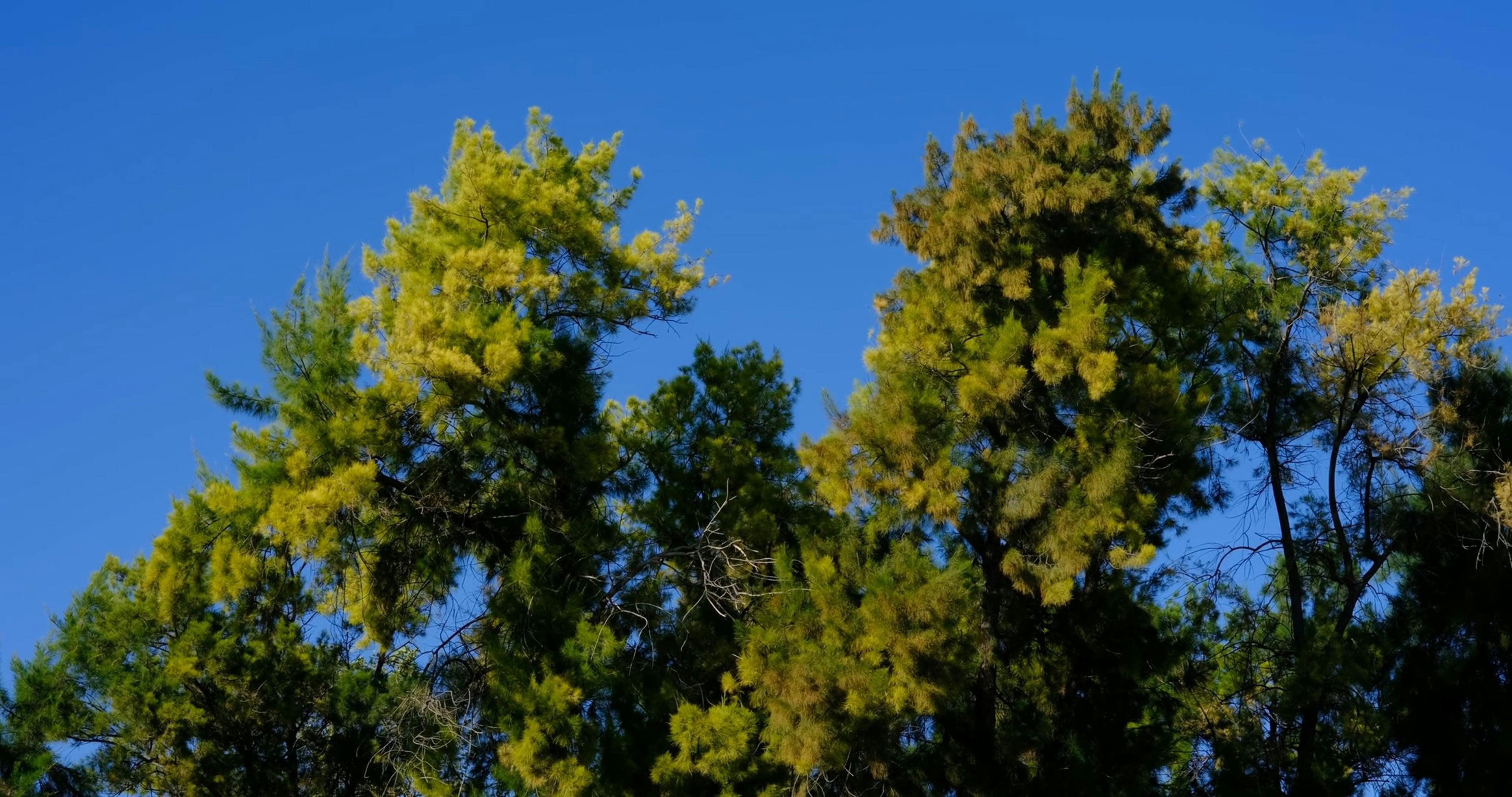 Green Tree Tops against a Blue Sky Free Stock Video Footage, Royalty ...